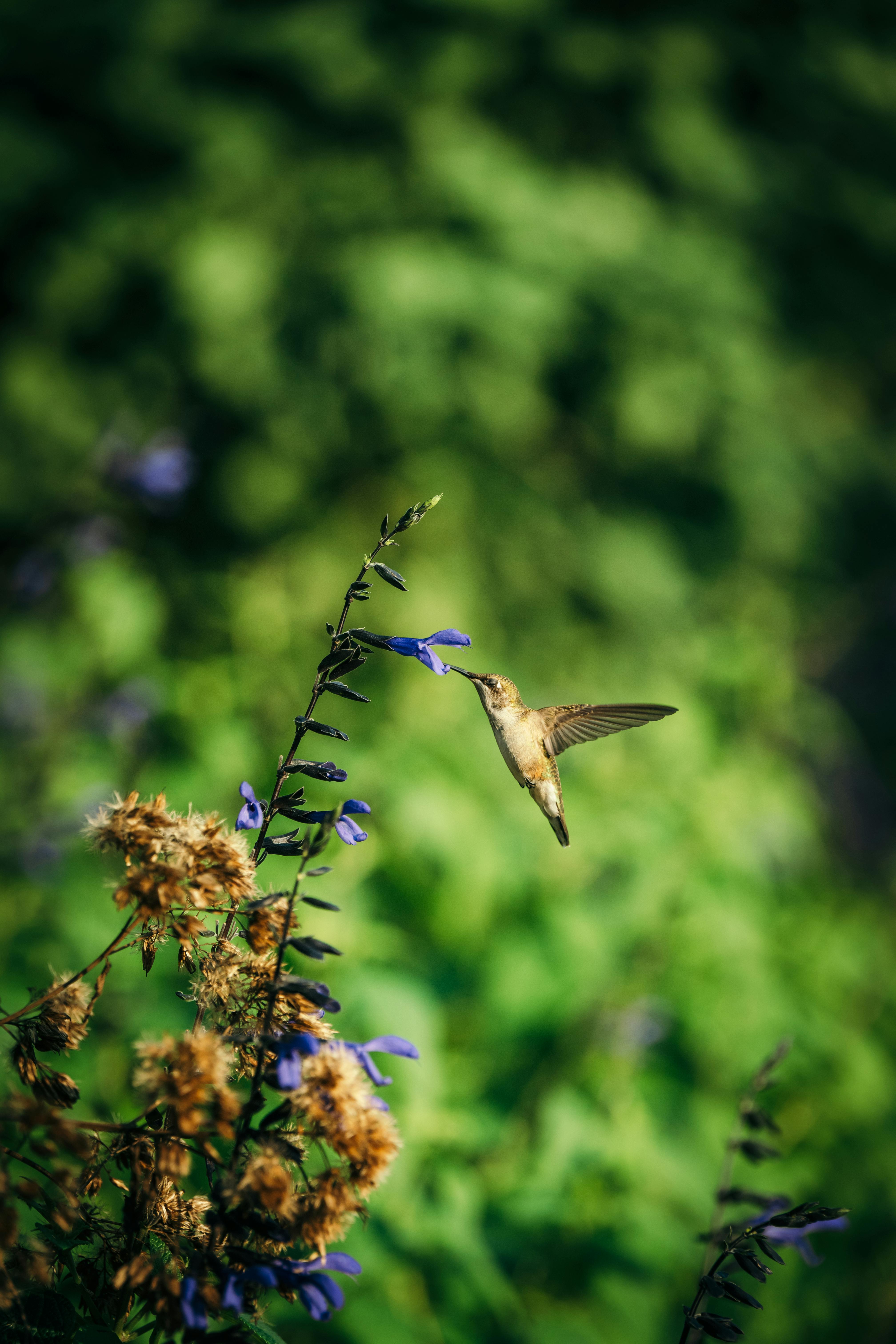 A hummingbird is hovering over a flower · Free Stock Photo