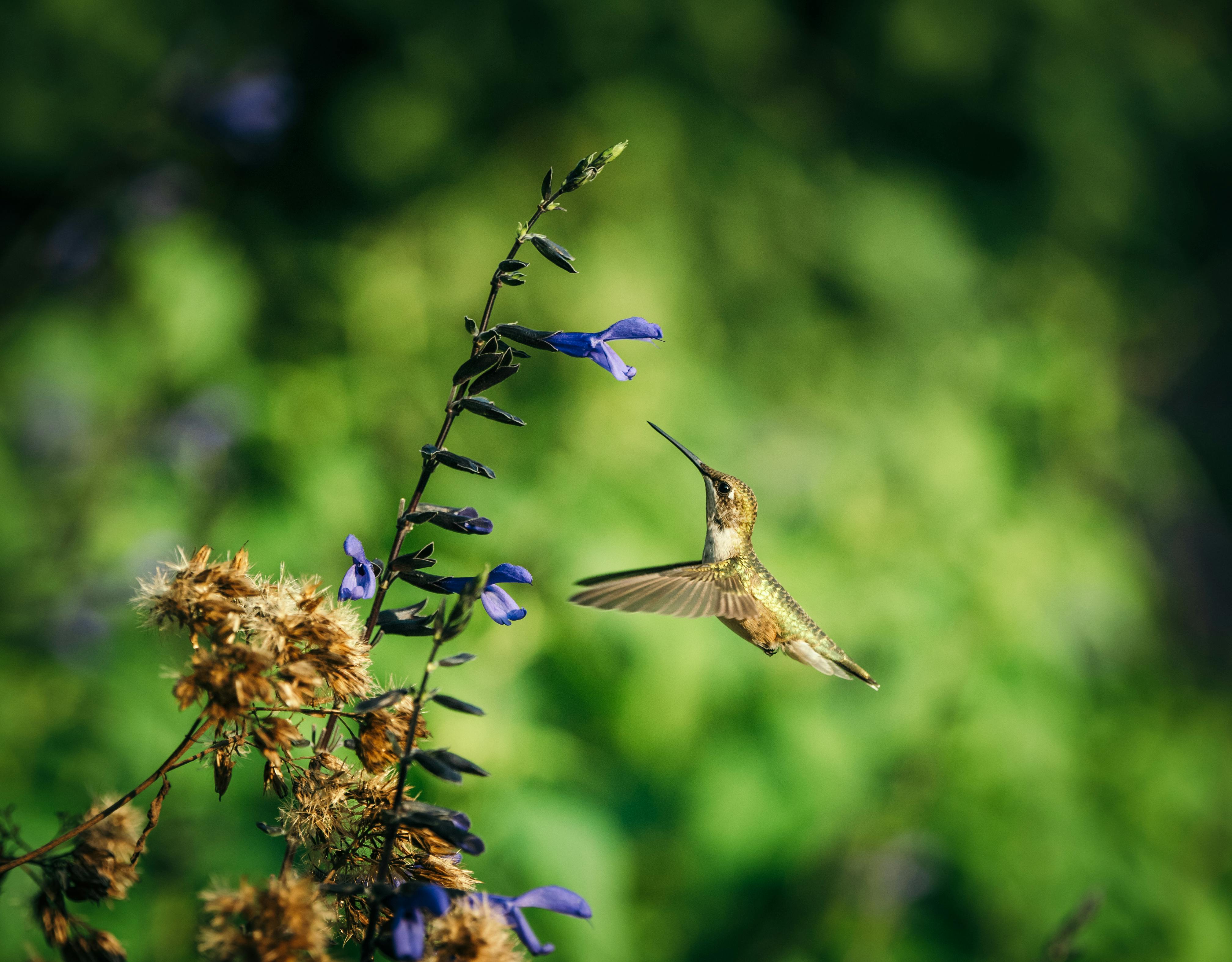 A hummingbird is hovering over a flower · Free Stock Photo
