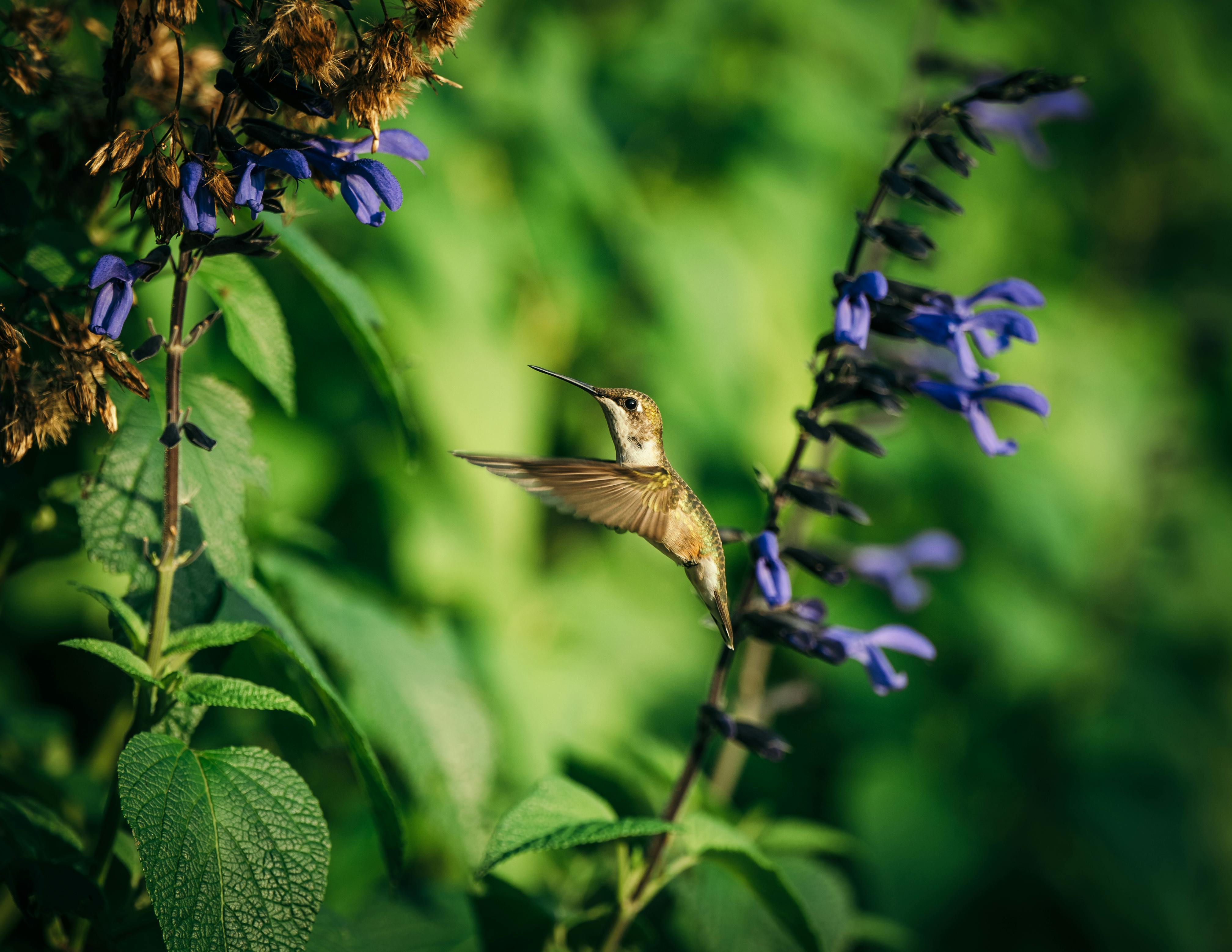Purple Humming Bird Photos, Download The BEST Free Purple Humming Bird ...
