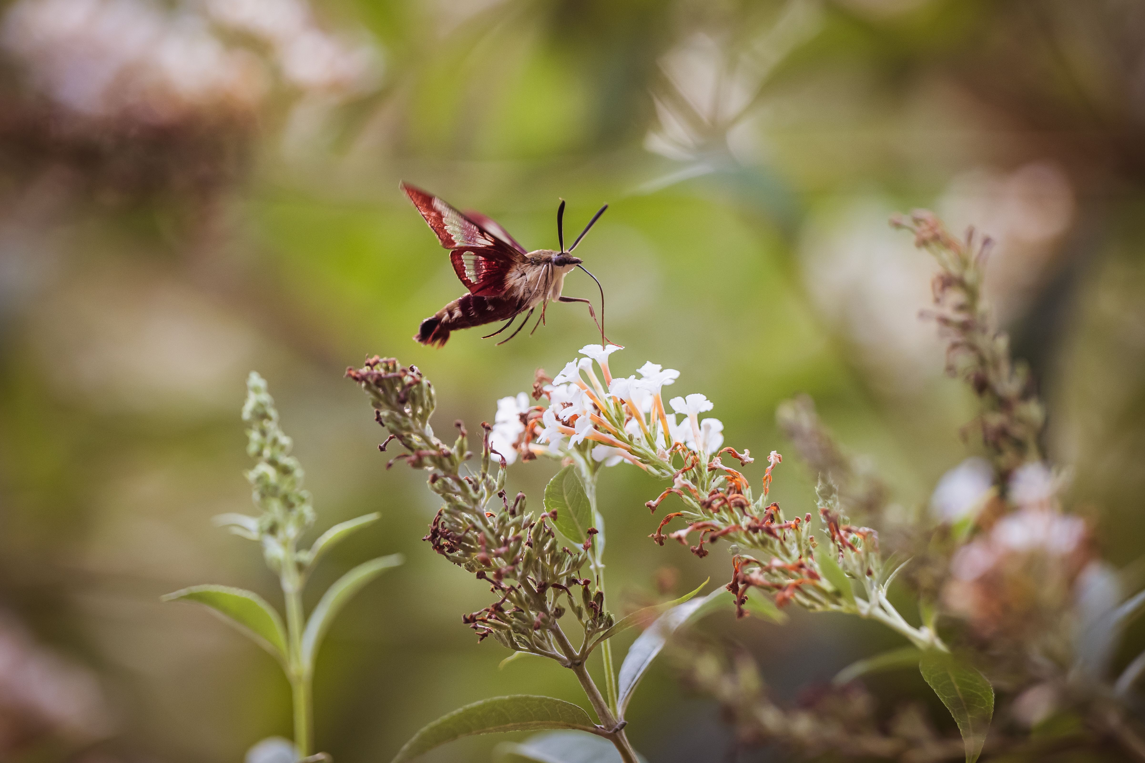 A moth is flying over some flowers · Free Stock Photo