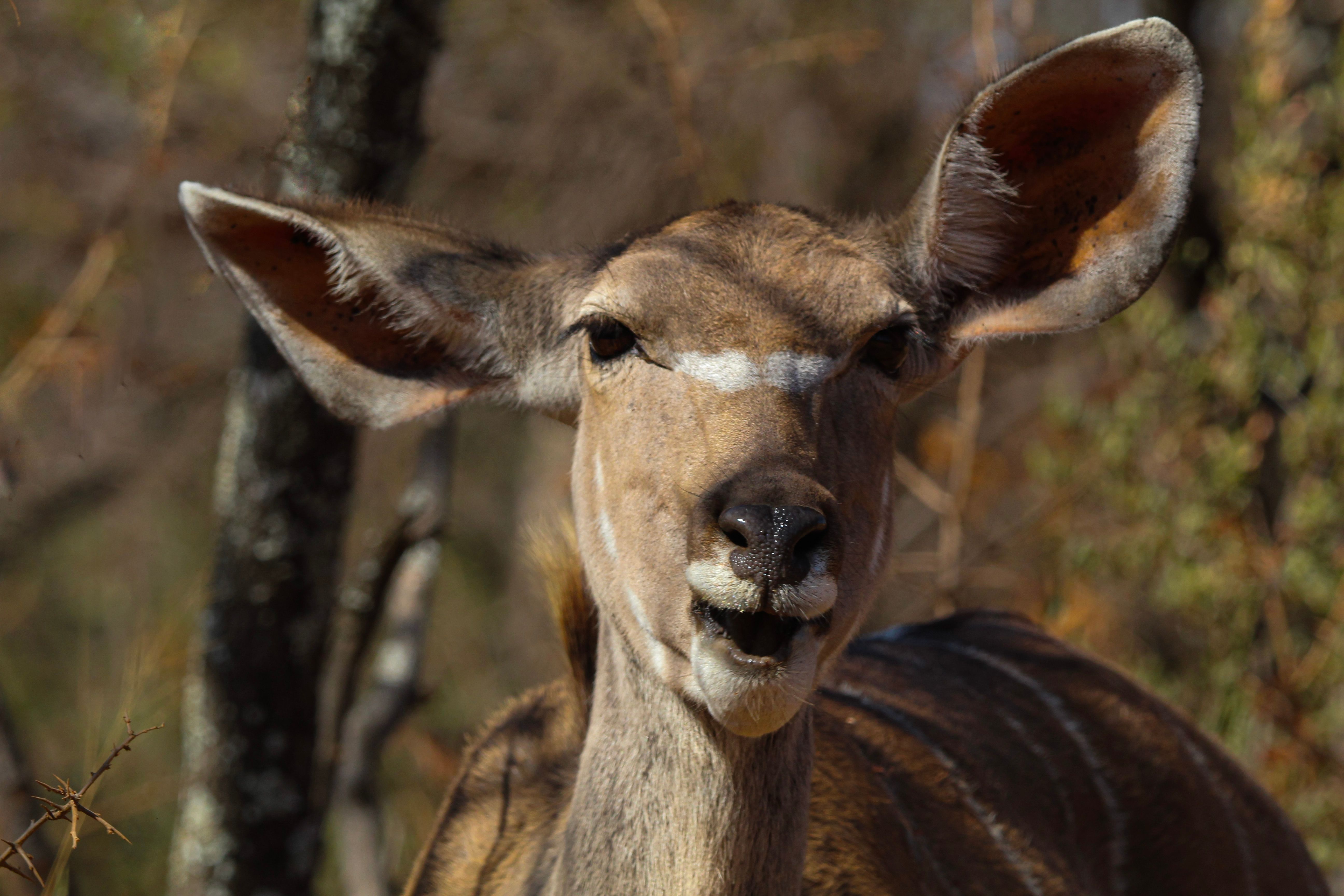 Kudu Kada Photos, Download The BEST Free Kudu Kada Stock Photos & HD Images