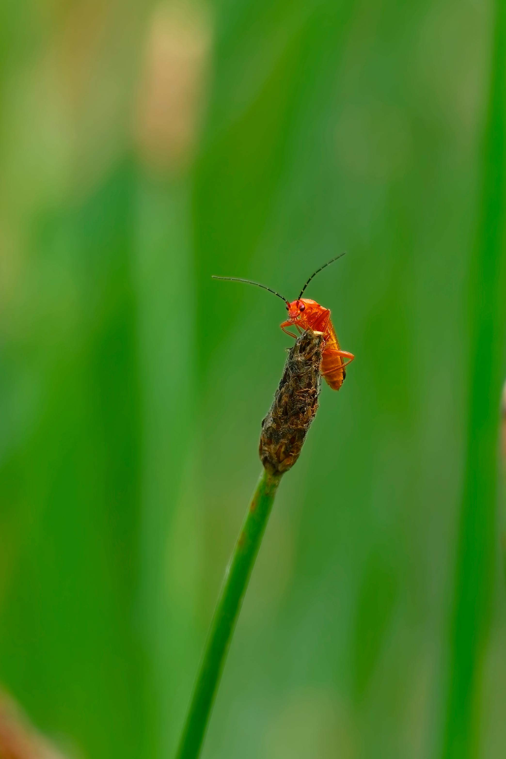 A small bug is sitting on top of a green stalk · Free Stock Photo