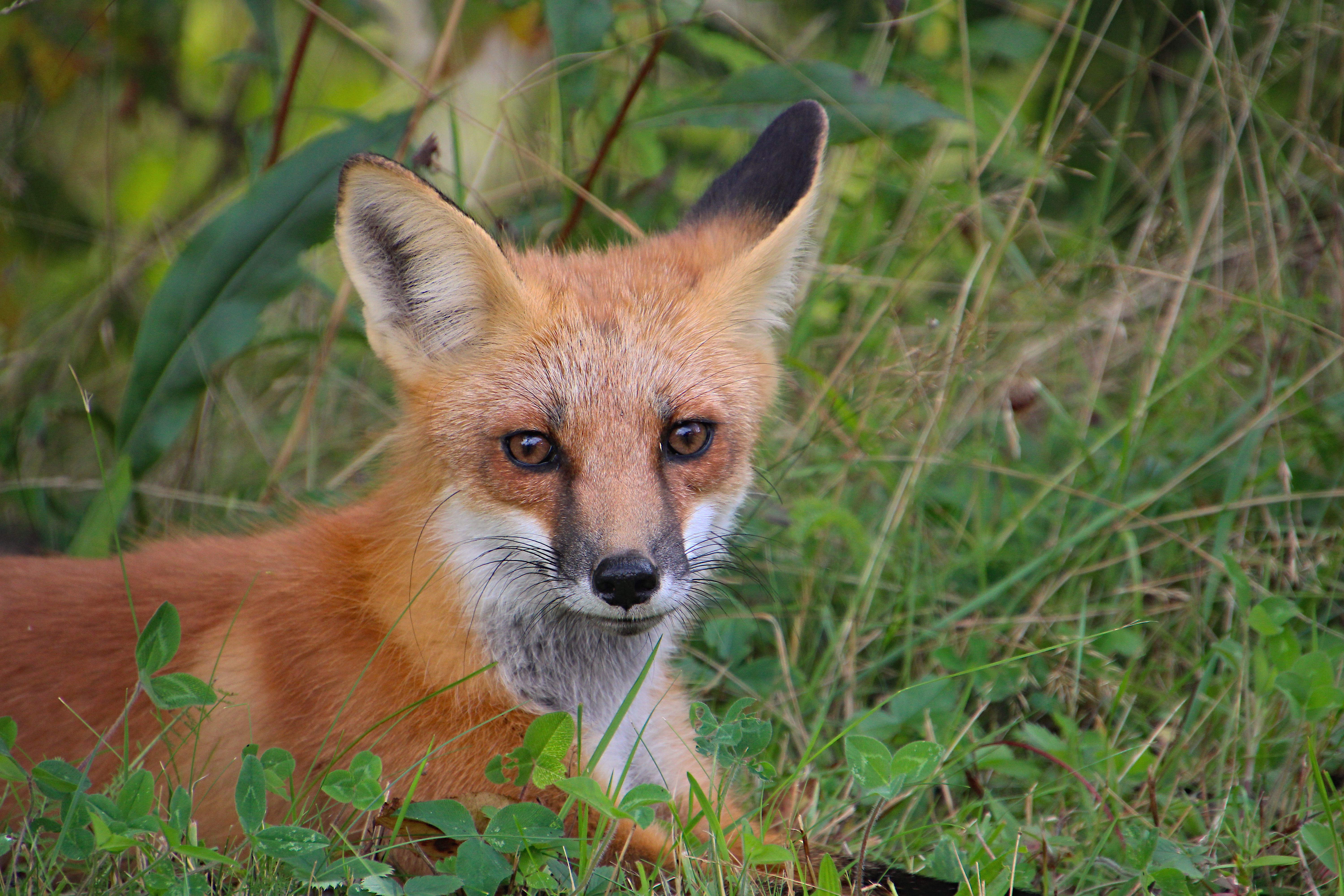 Fox Green Background Photos, Download The BEST Free Fox Green ...
