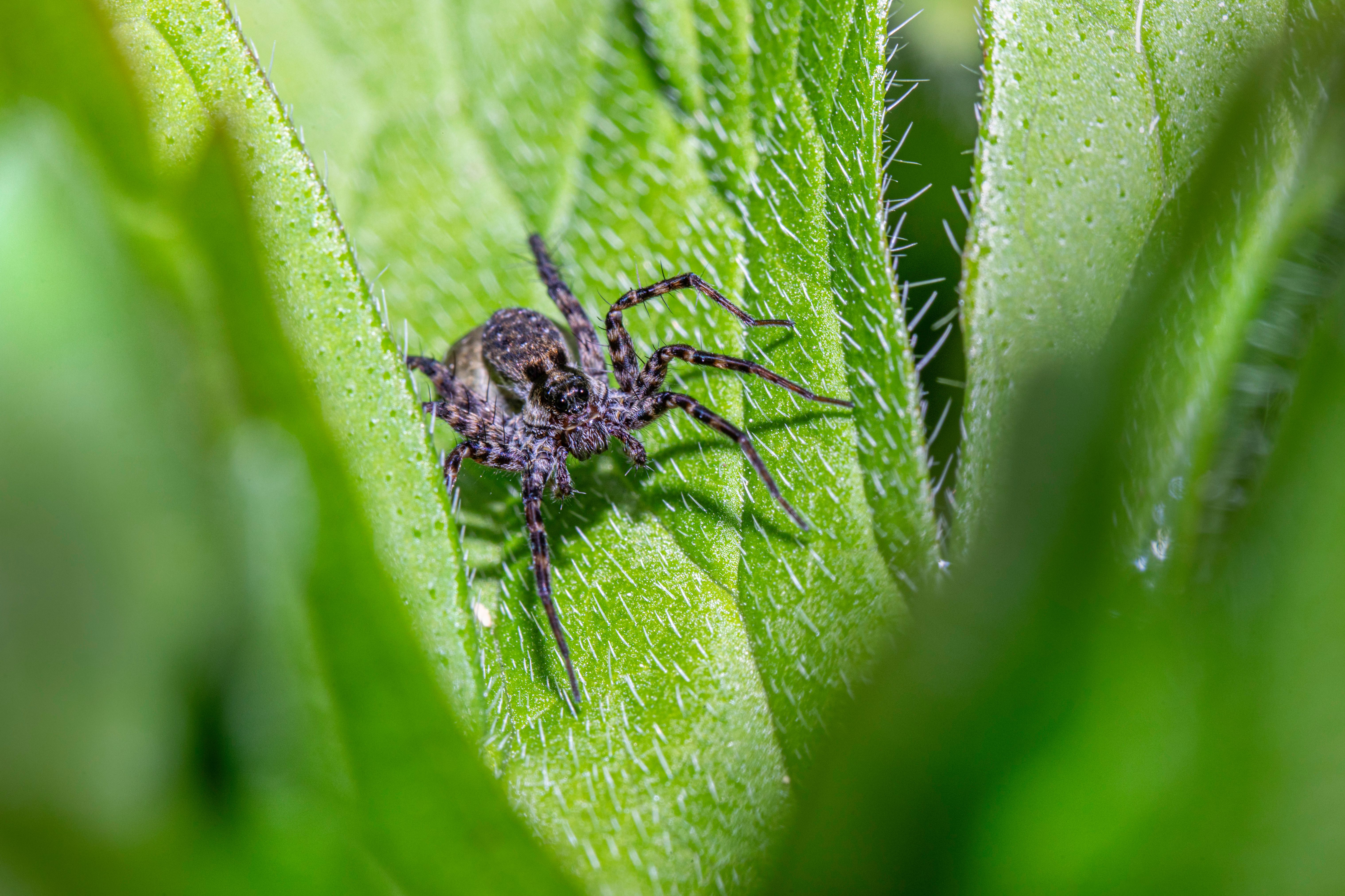 A spider is sitting on top of a green leaf · Free Stock Photo