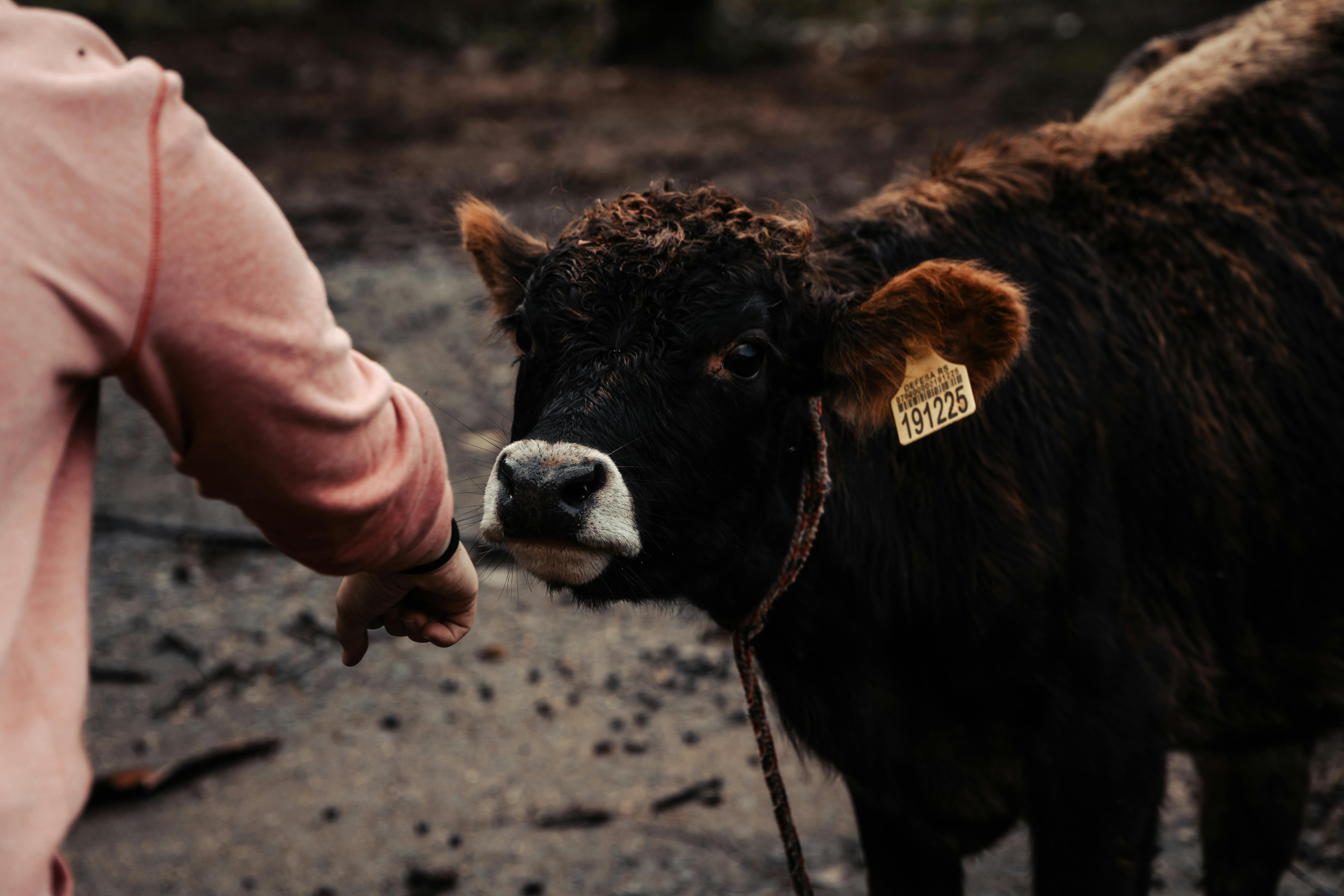 Bucking Calf Photos, Download The BEST Free Bucking Calf Stock Photos ...