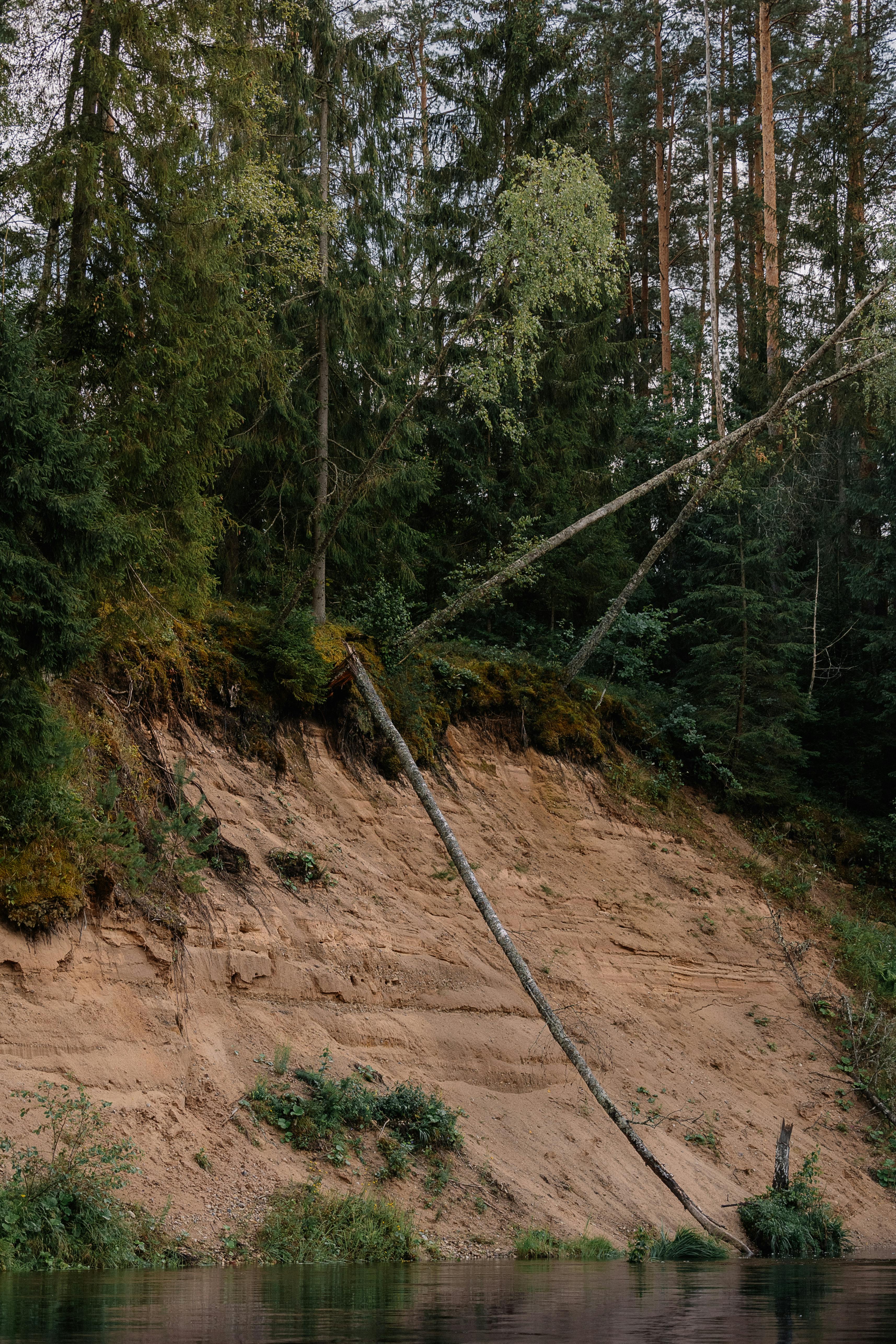 A tree is leaning over a cliff in the woods · Free Stock Photo