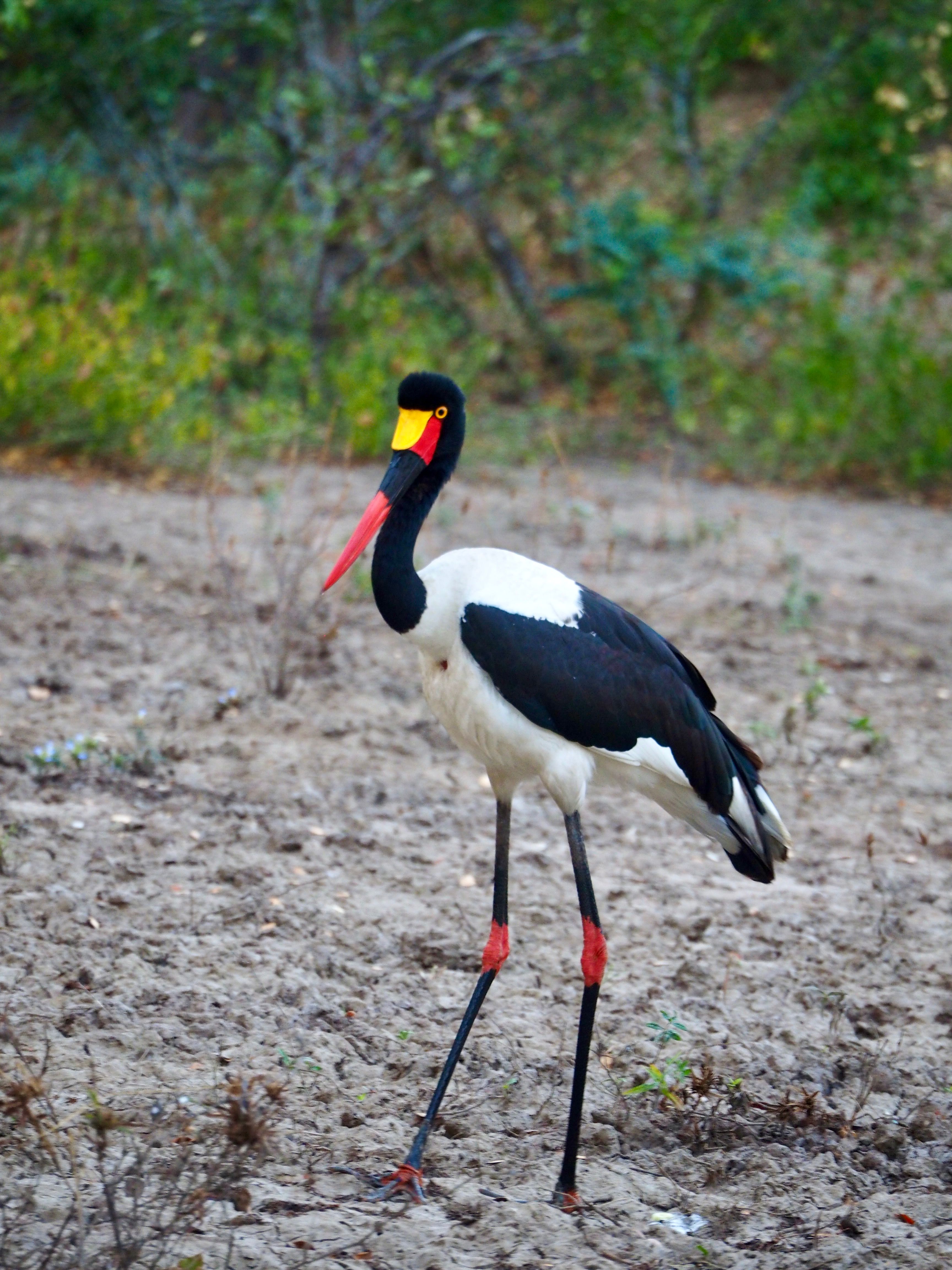 Open billed stork in Liwonde national park · Free Stock Photo