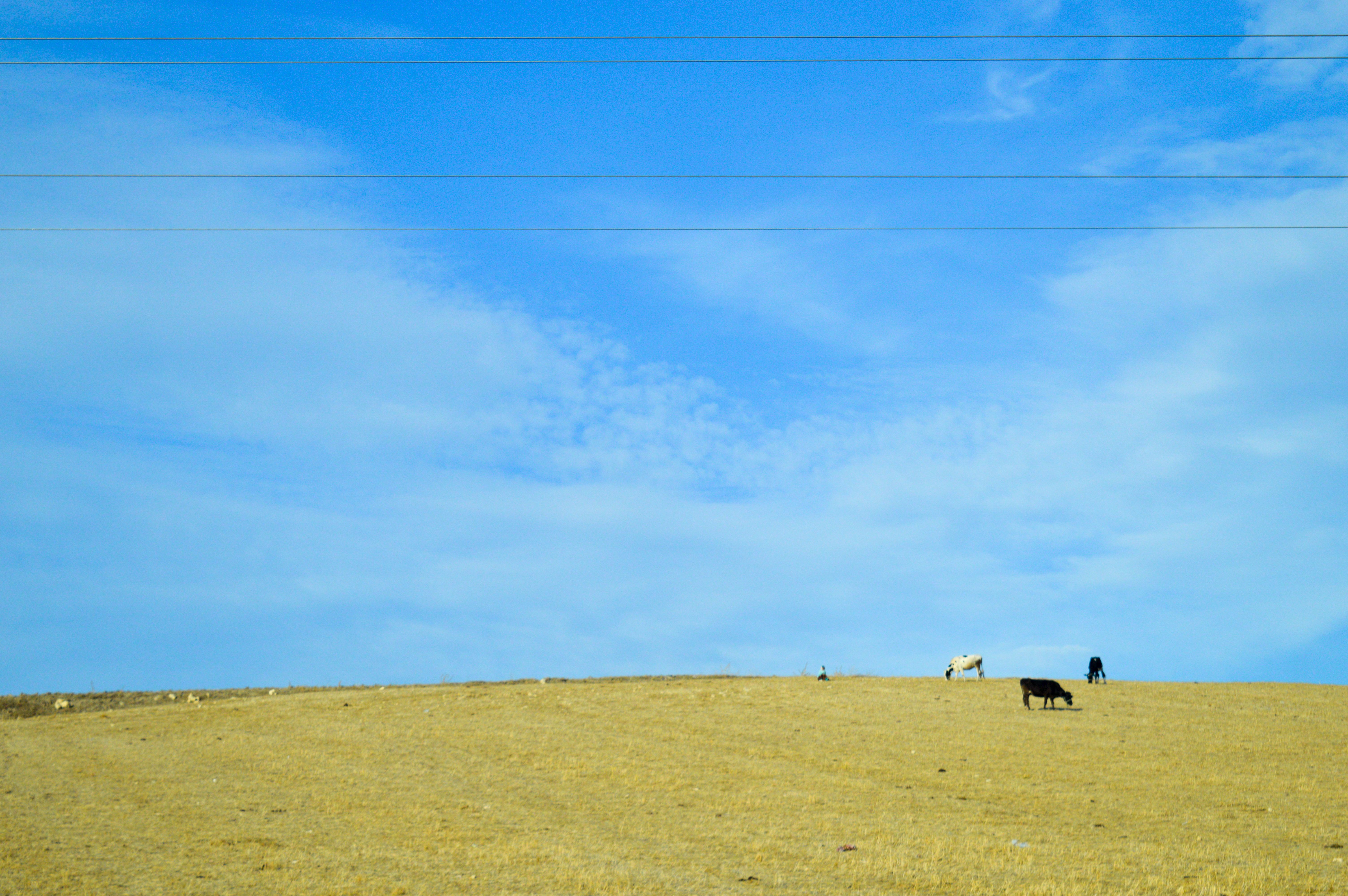A field with a few cows and a blue sky · Free Stock Photo