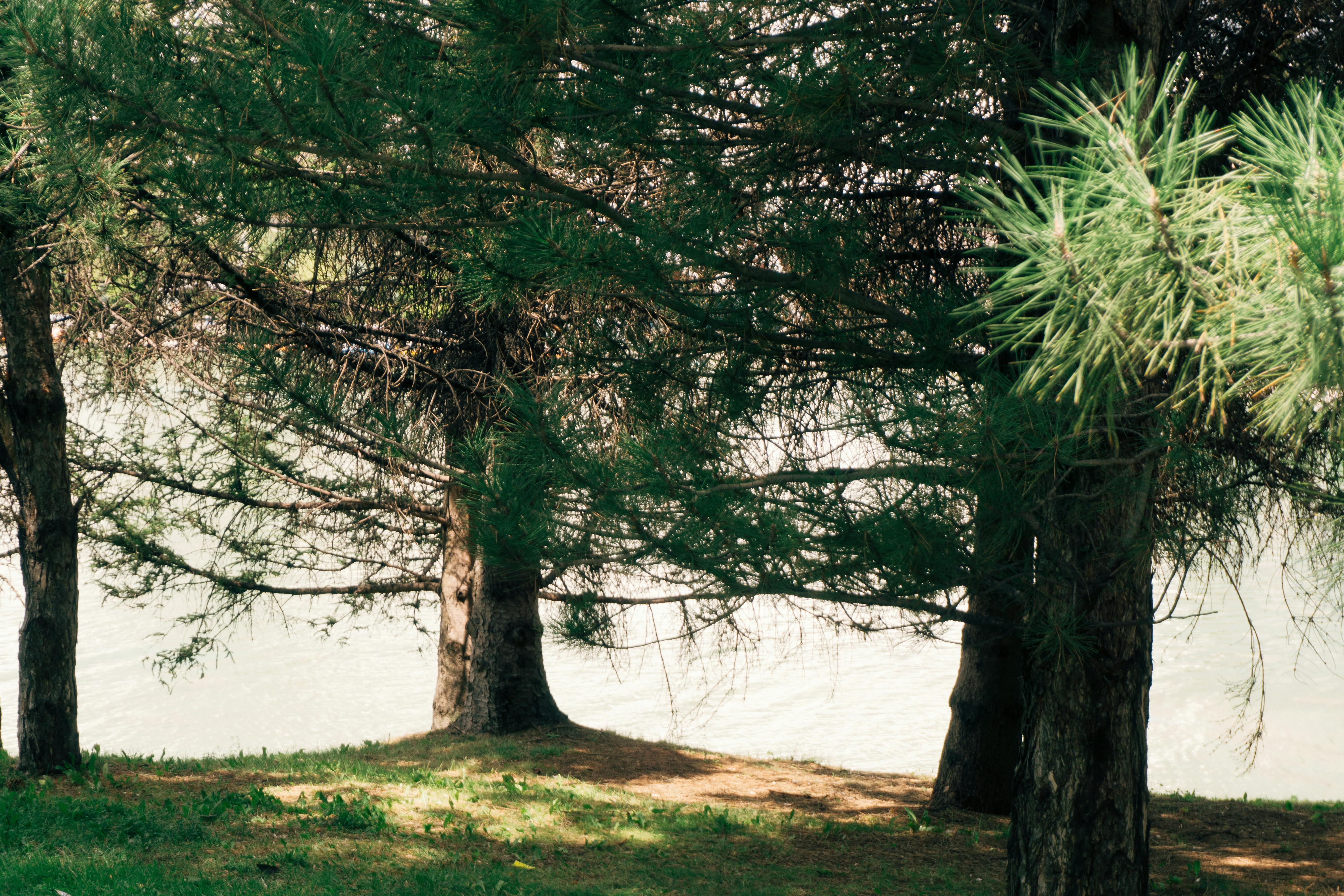 A group of pine trees in a park · Free Stock Photo