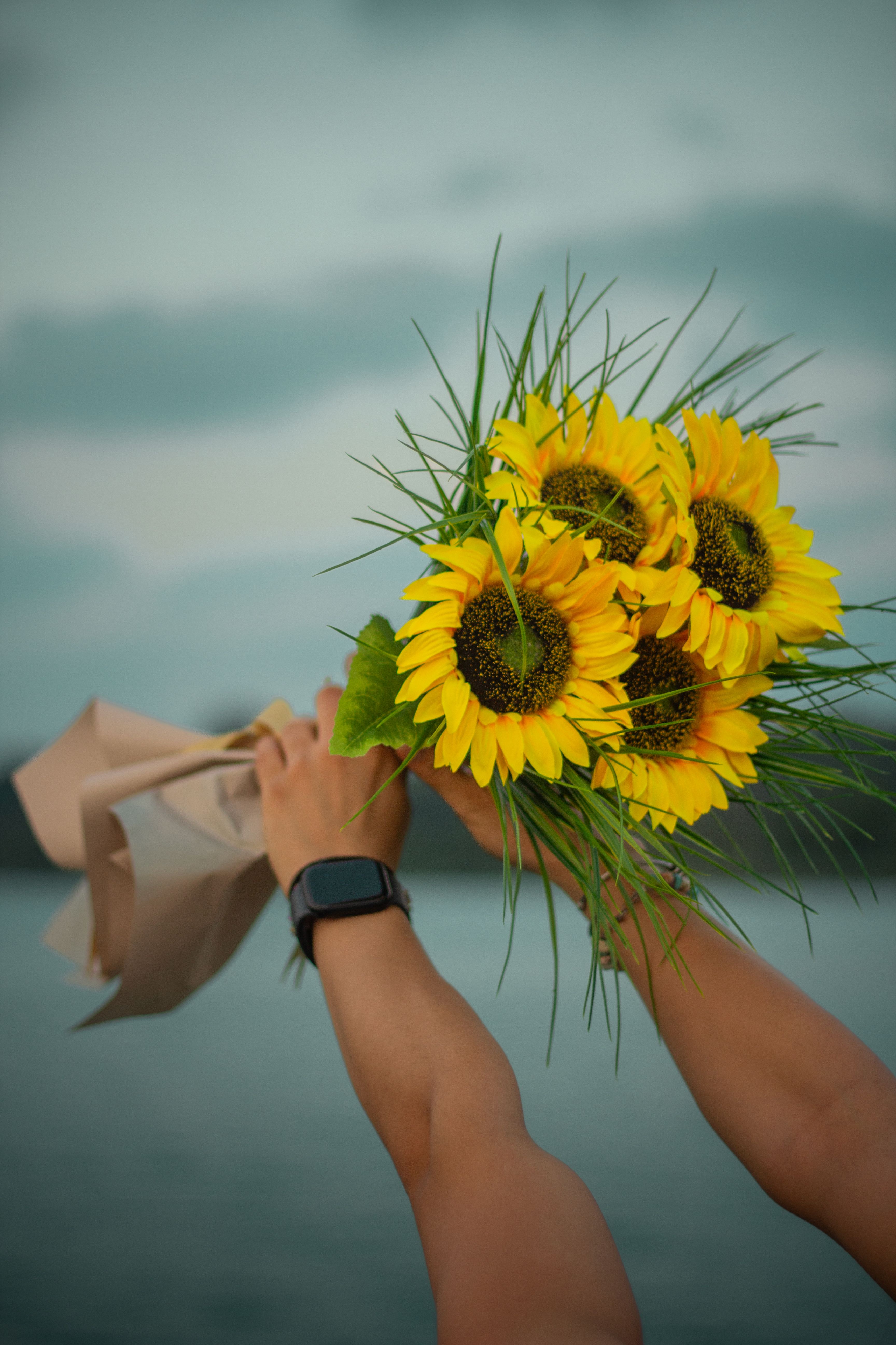 Sunflowers Bundle Photos, Download The BEST Free Sunflowers Bundle ...