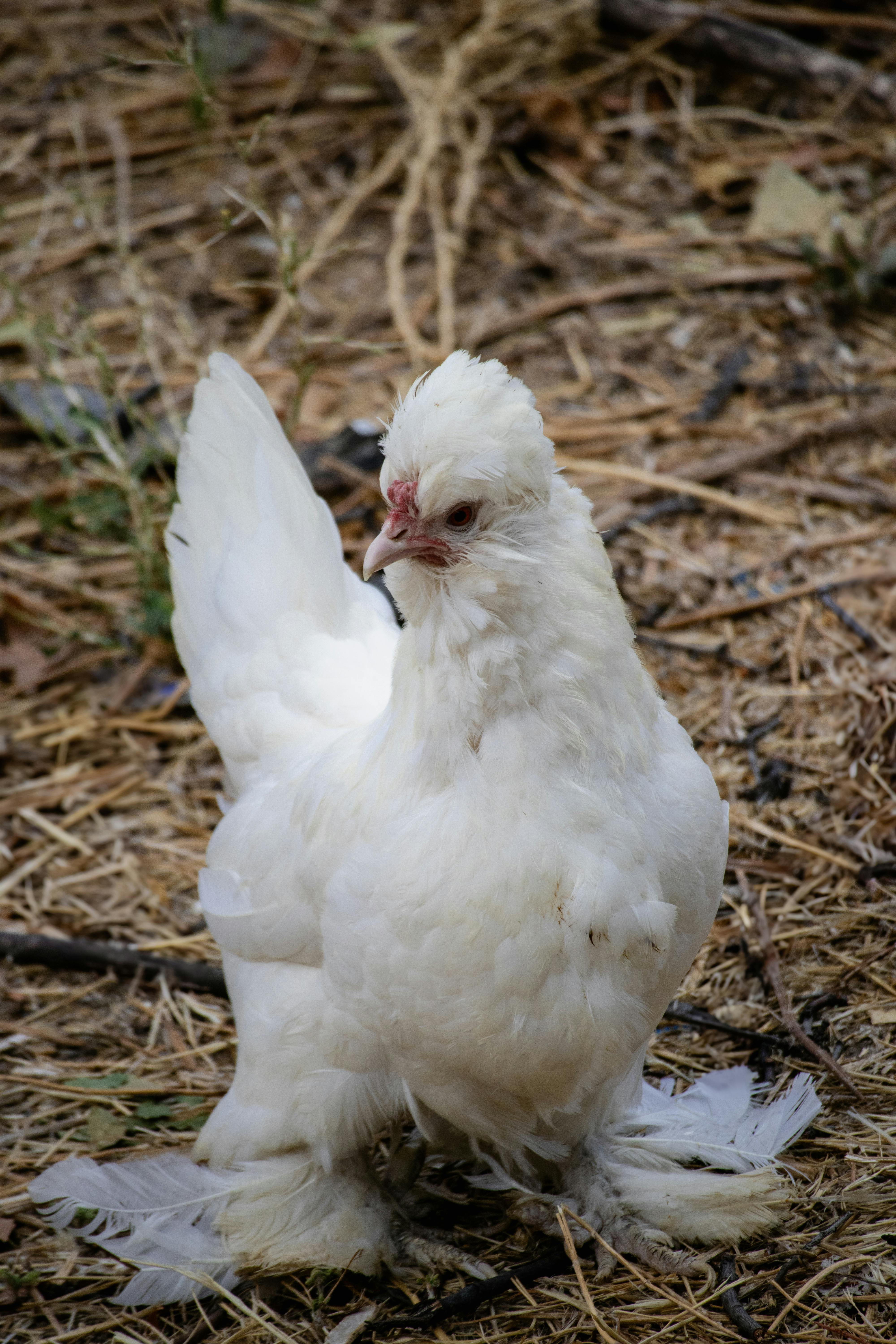 Sultan tavuğu · Free Stock Photo