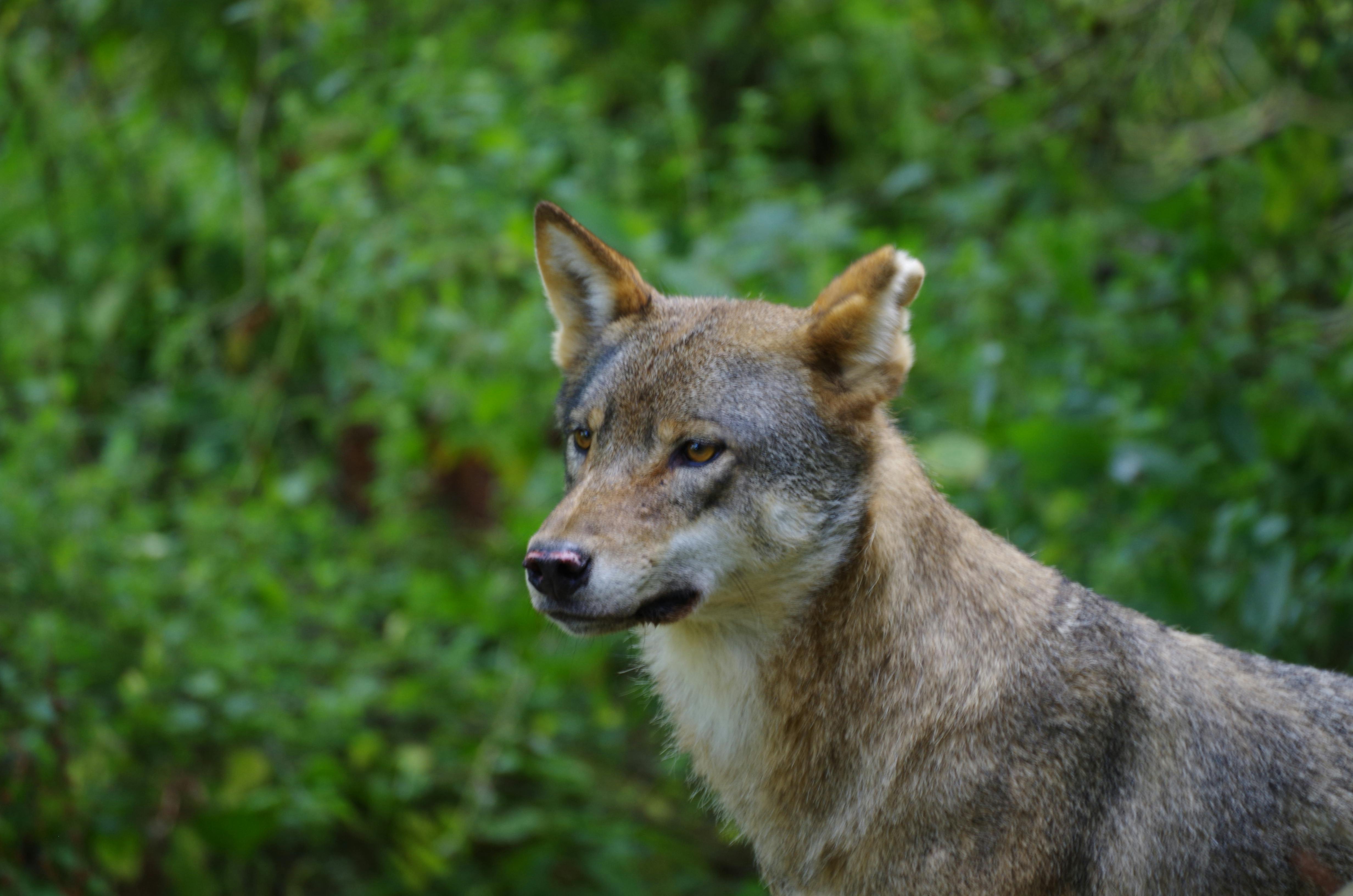 A Close-Up Shot of a Wolf · Free Stock Photo