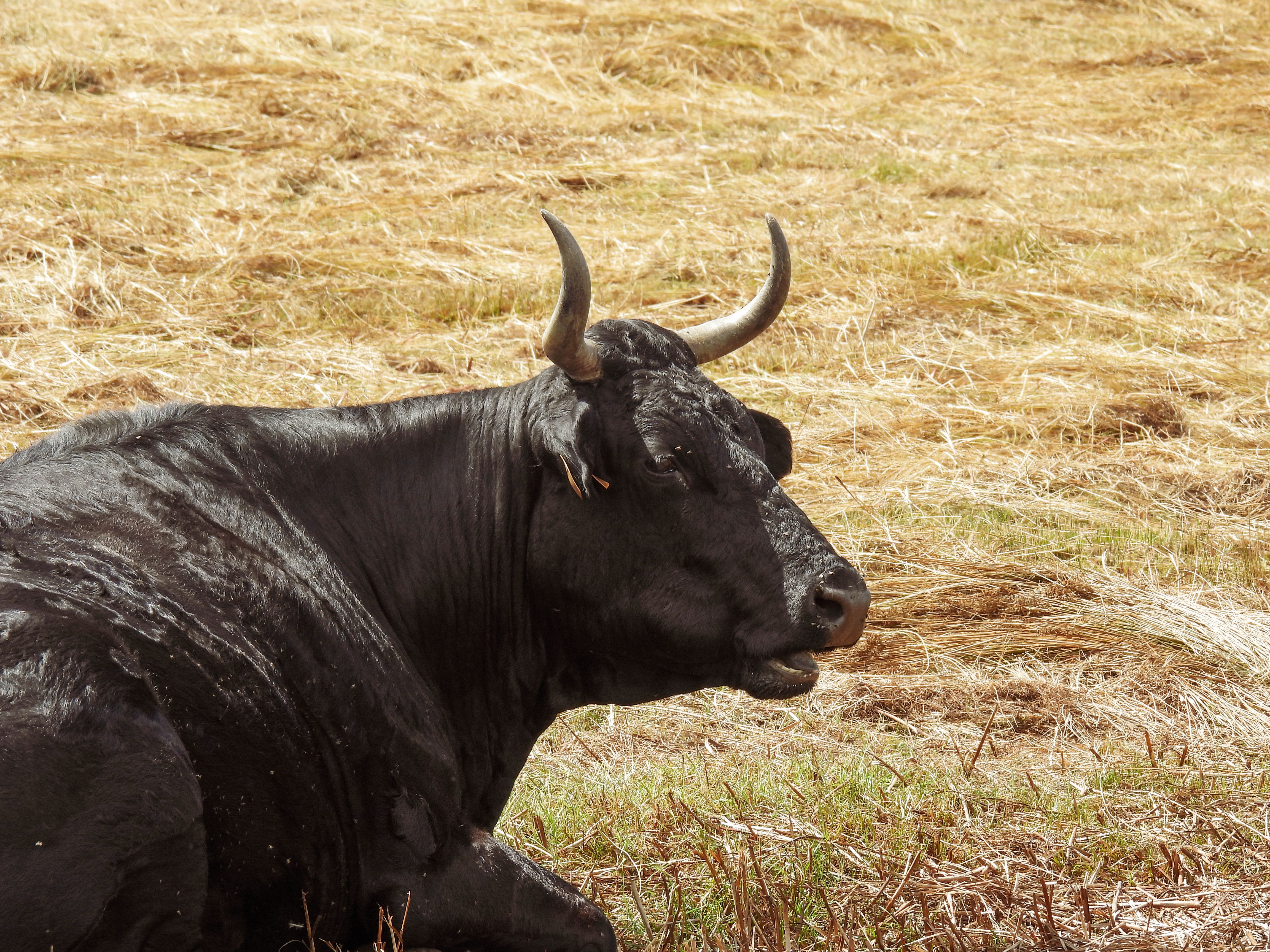 A black bull laying down in a field of dry grass · Free Stock Photo
