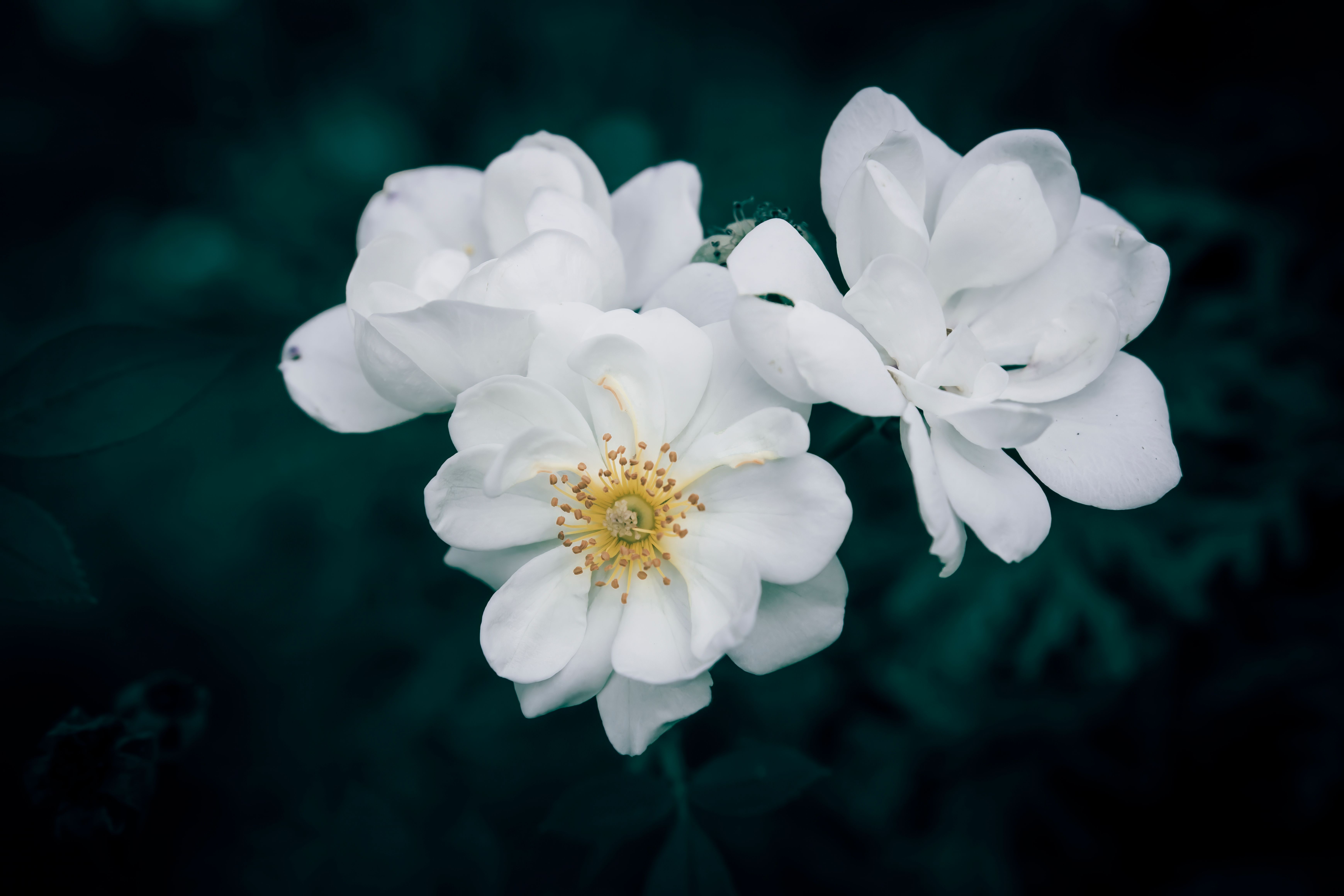 A close up of small white rose flowers · Free Stock Photo