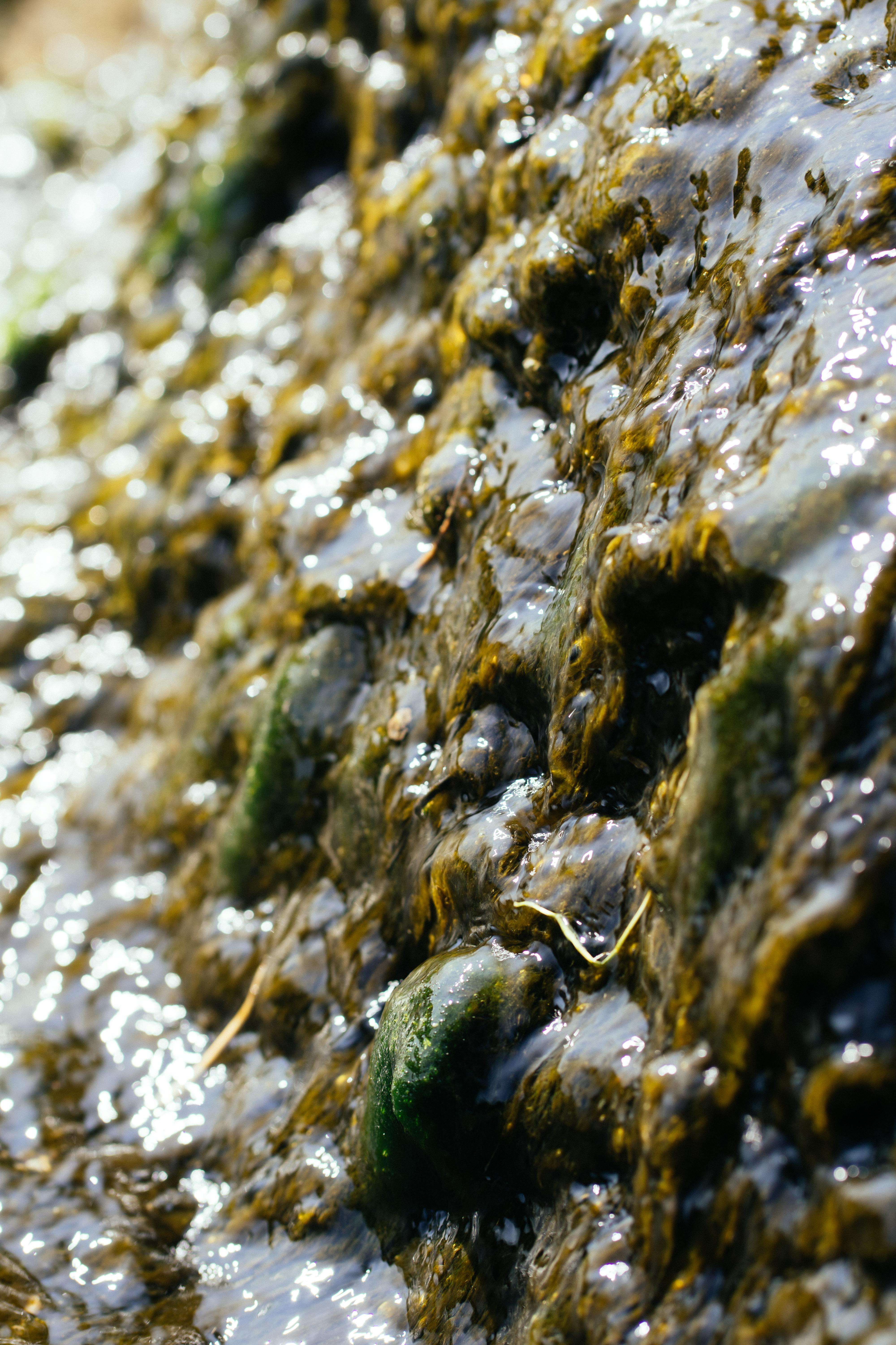 A close up of a waterfall with green algae · Free Stock Photo