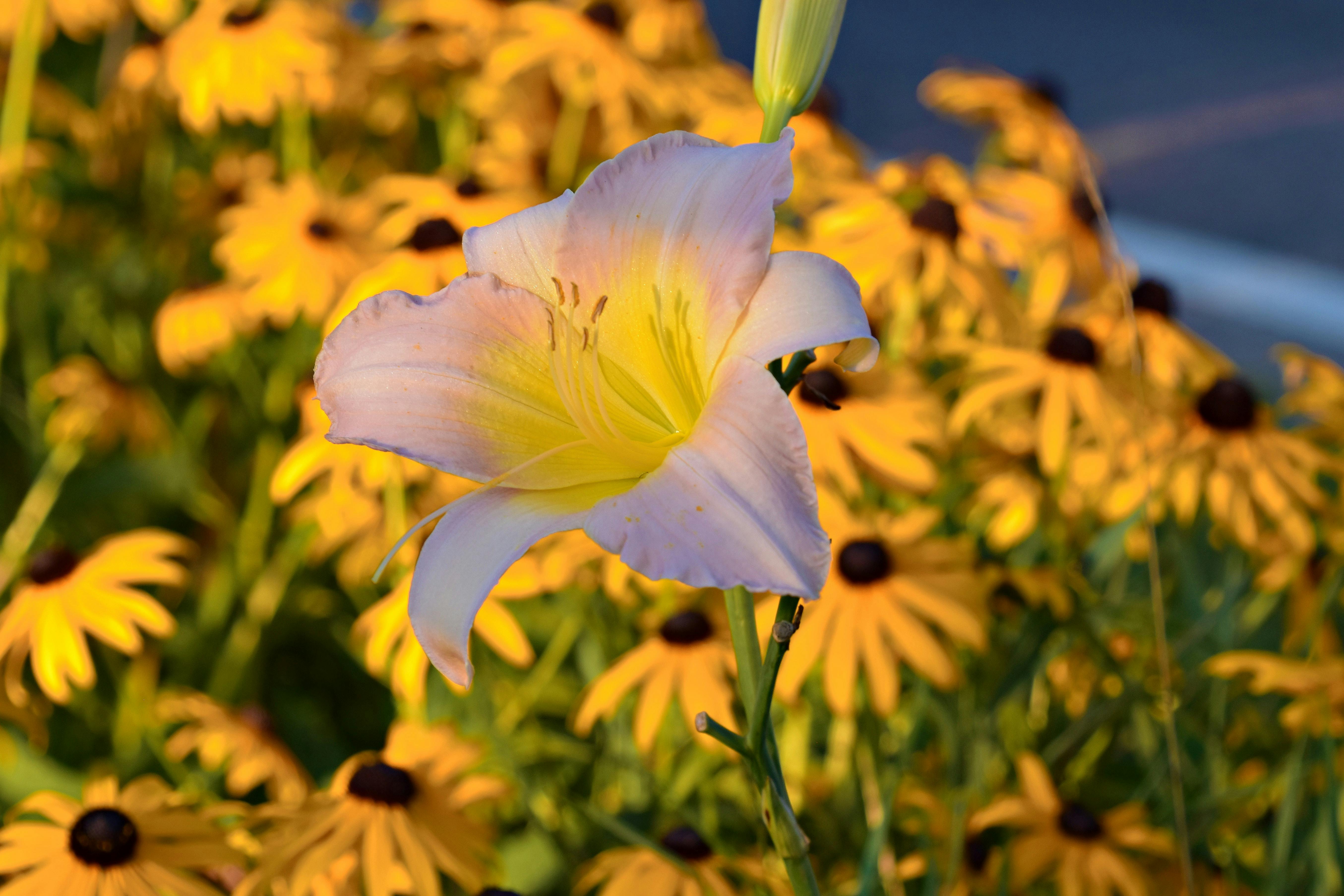 Minden Ontario Photos, Download The BEST Free Minden Ontario Stock ...