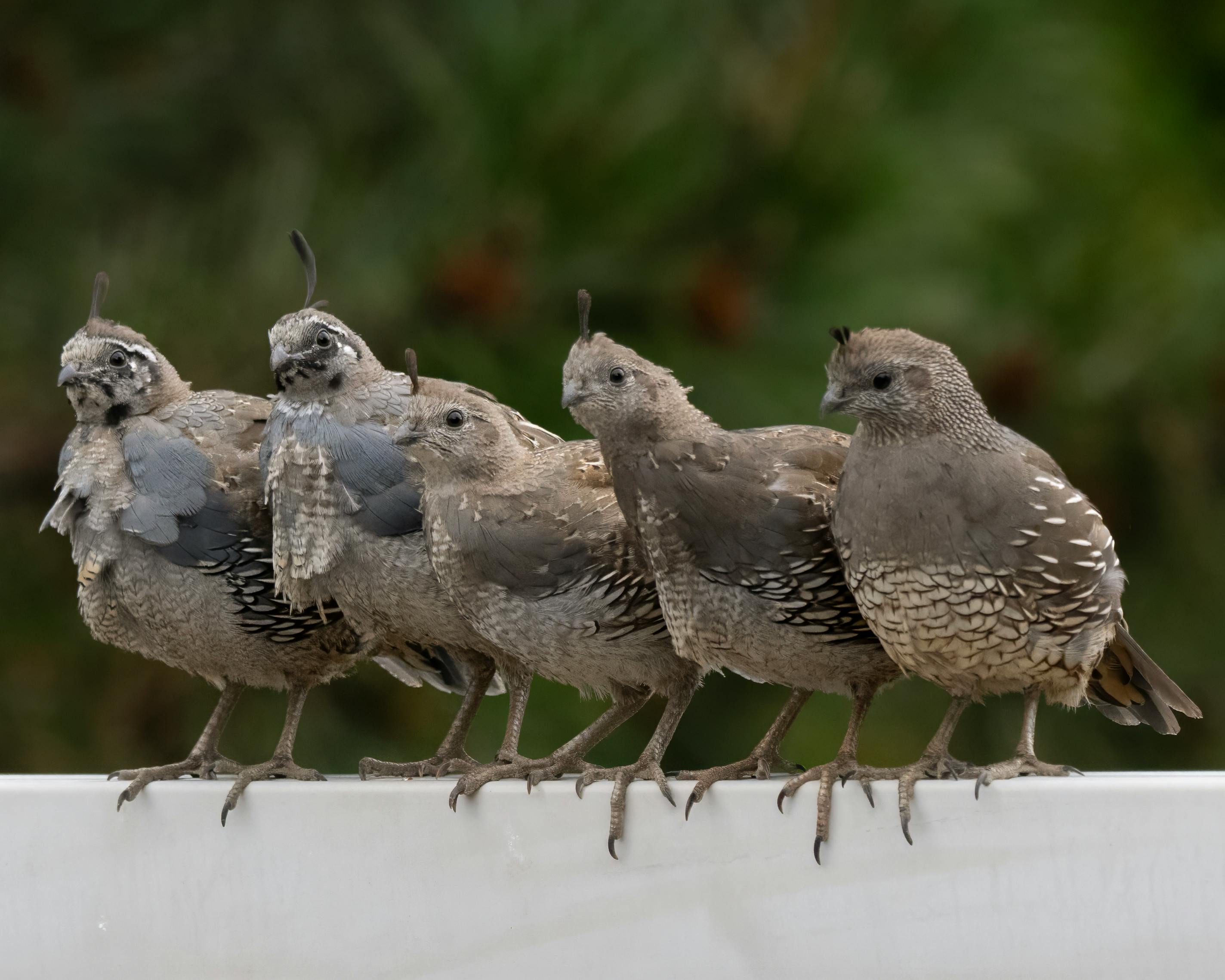 A group of quail standing on a white fence · Free Stock Photo