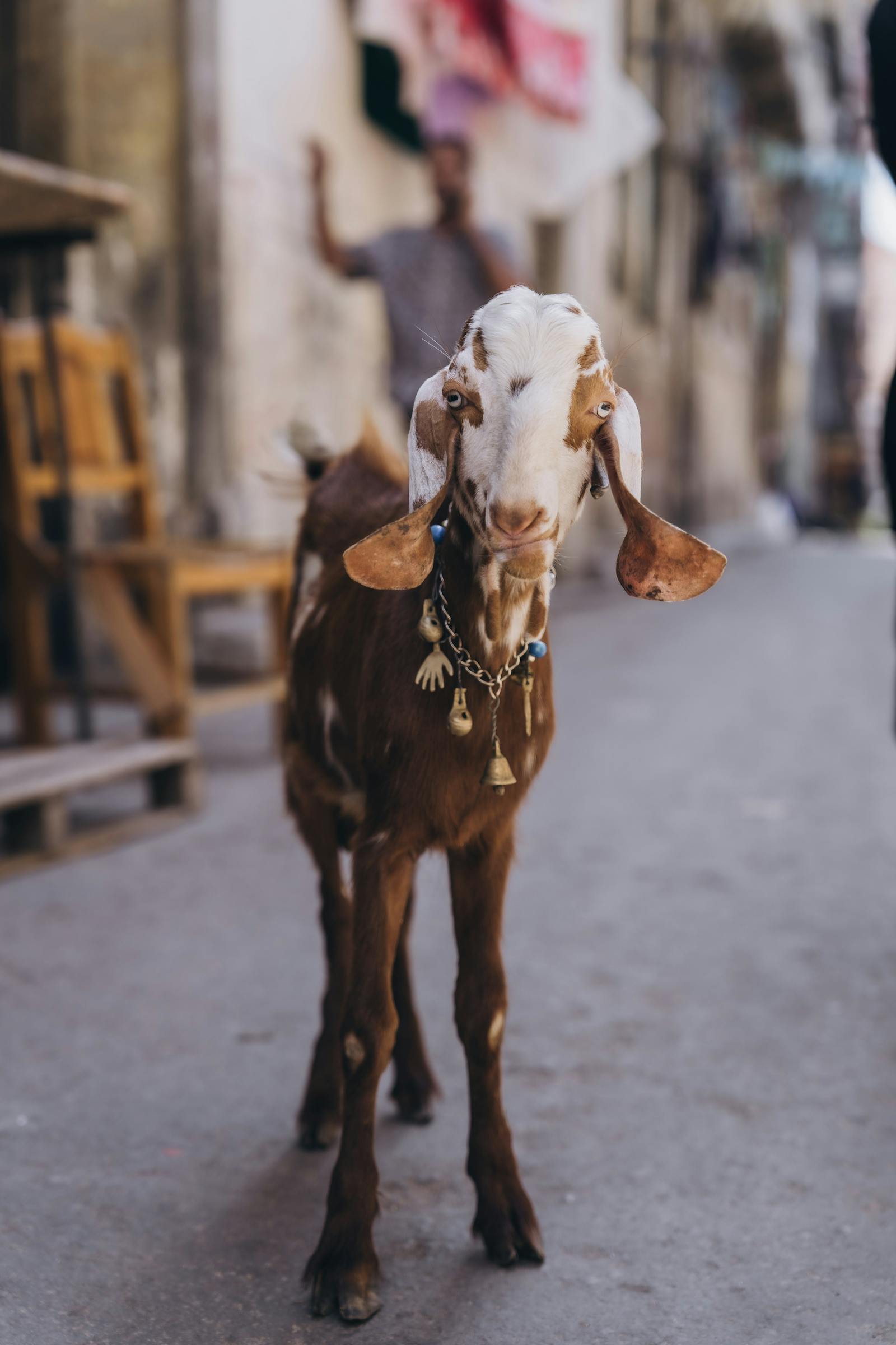 Goat 4k Photos, Download The BEST Free Goat 4k Stock Photos & HD Images