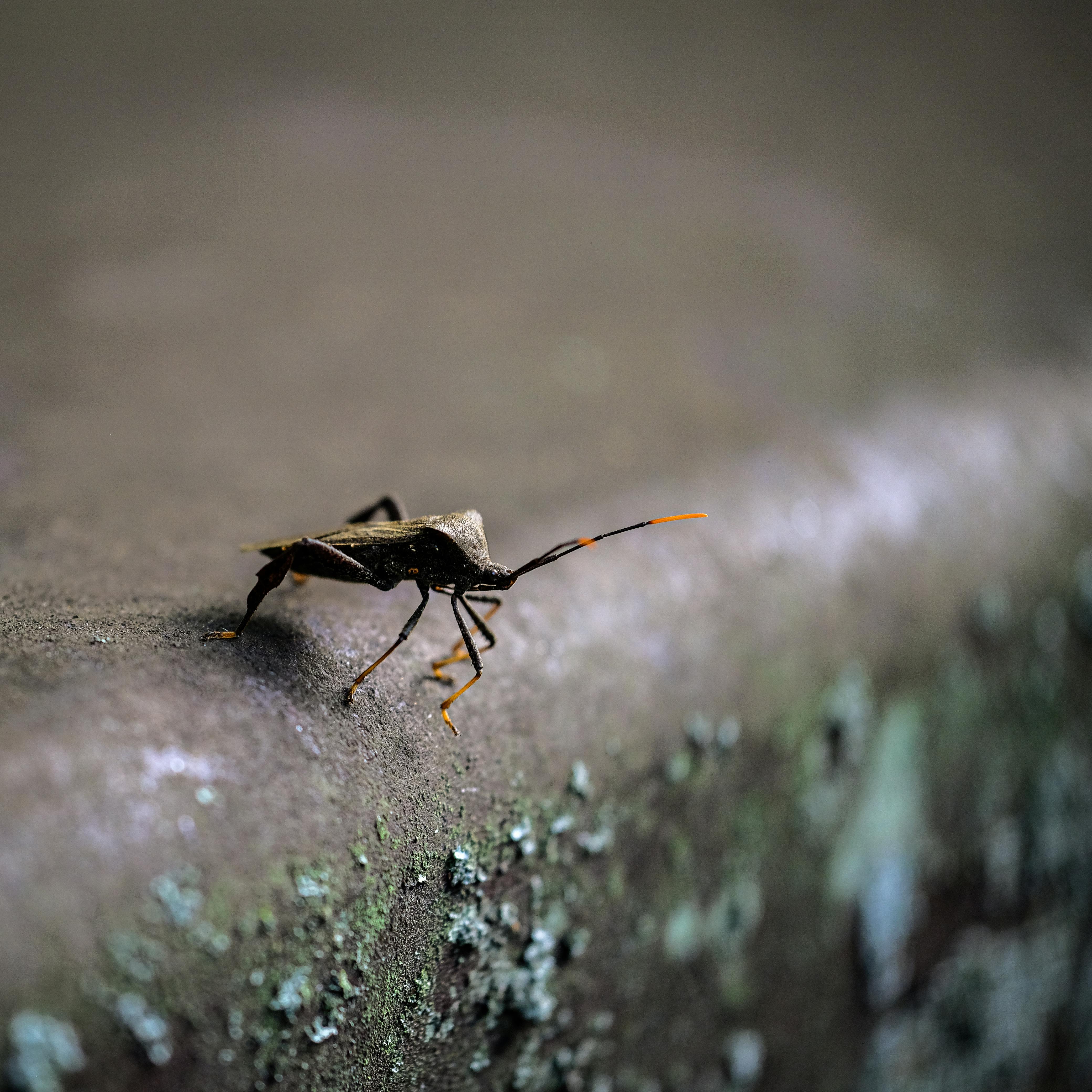 a true bug contemplates leaping off the bridge · Free Stock Photo