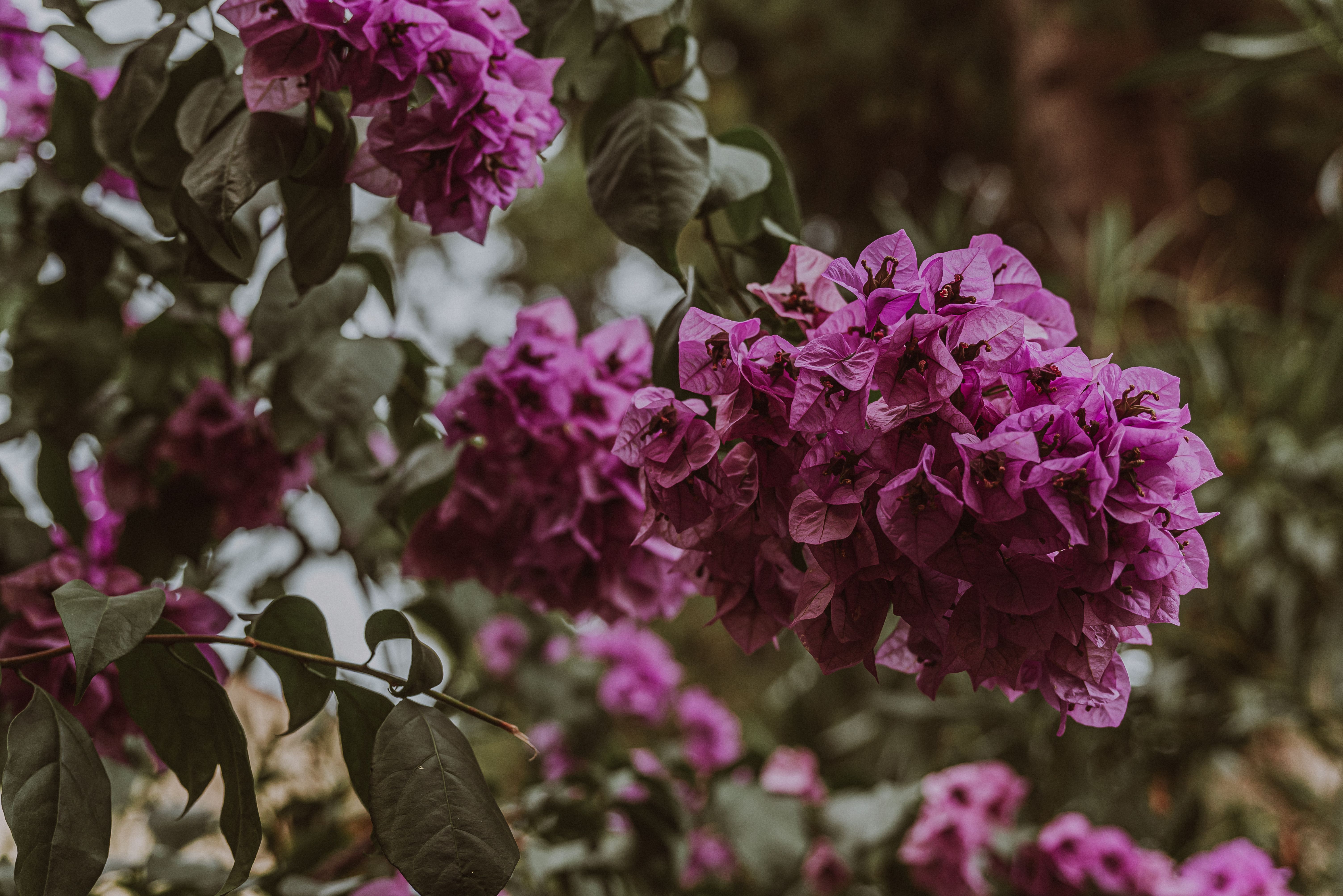Purple flowers on a bush in the middle of a field · Free Stock Photo