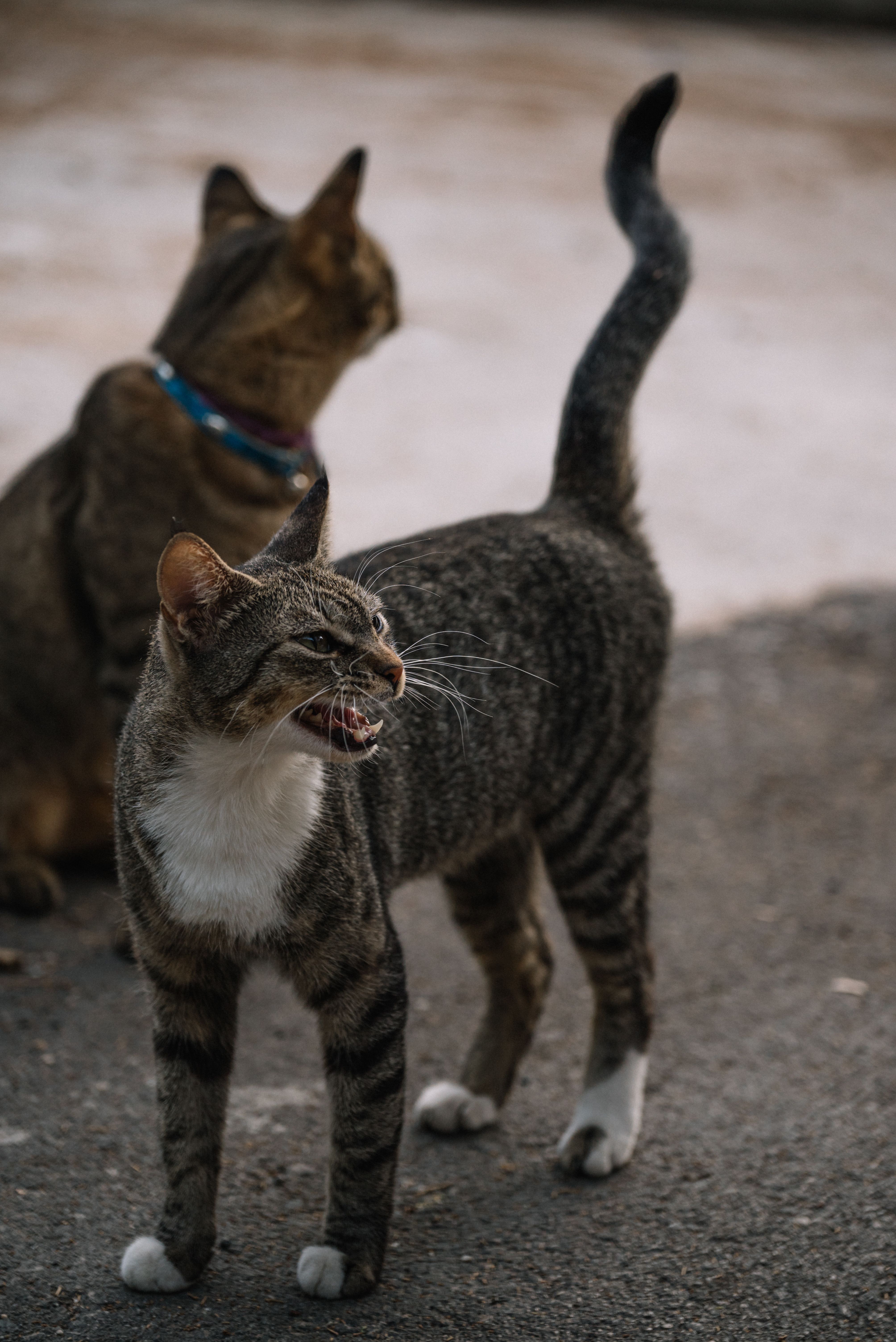 Two cats standing on the street looking at each other · Free Stock Photo