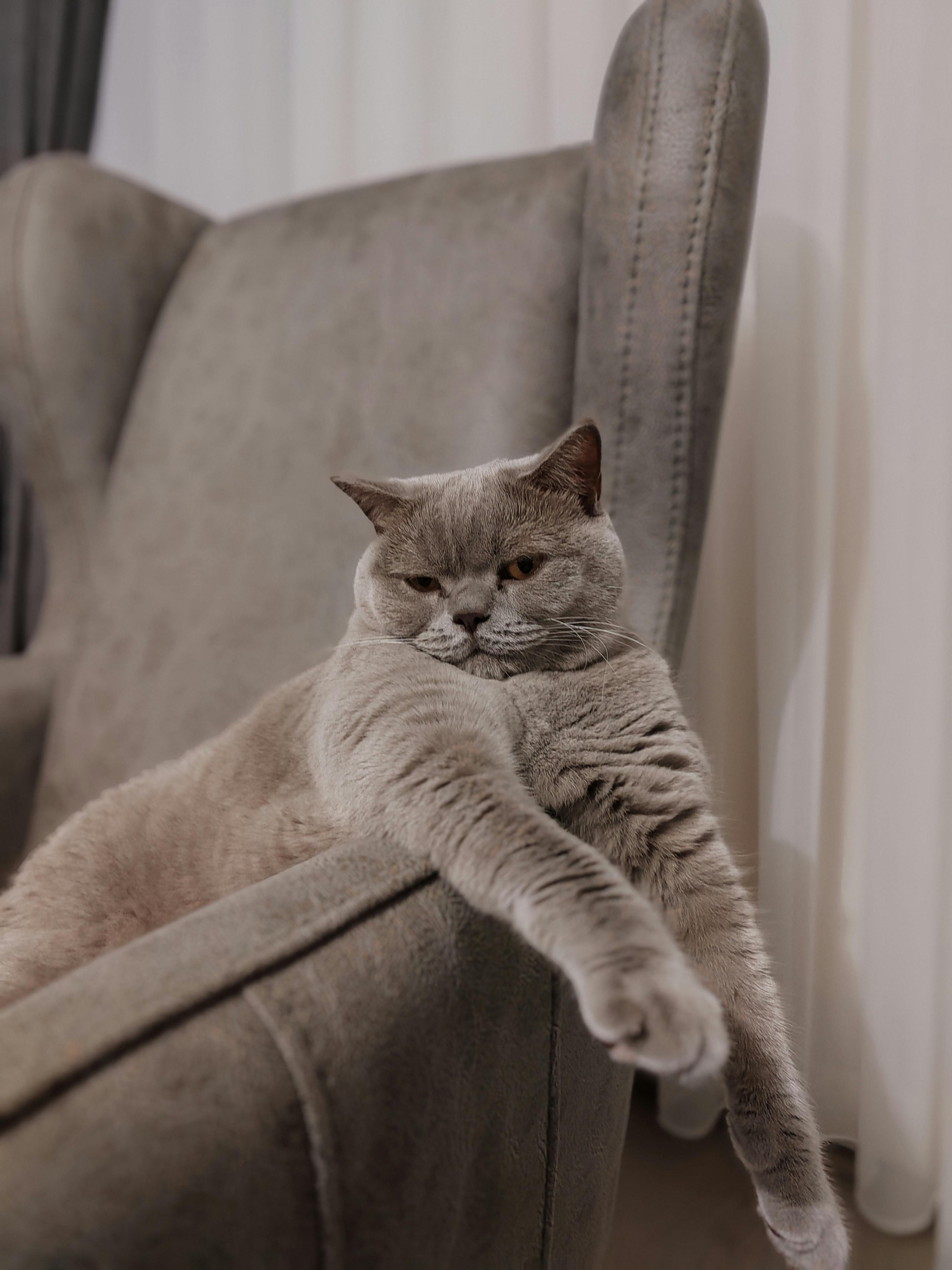 cat · Free Stock Photo