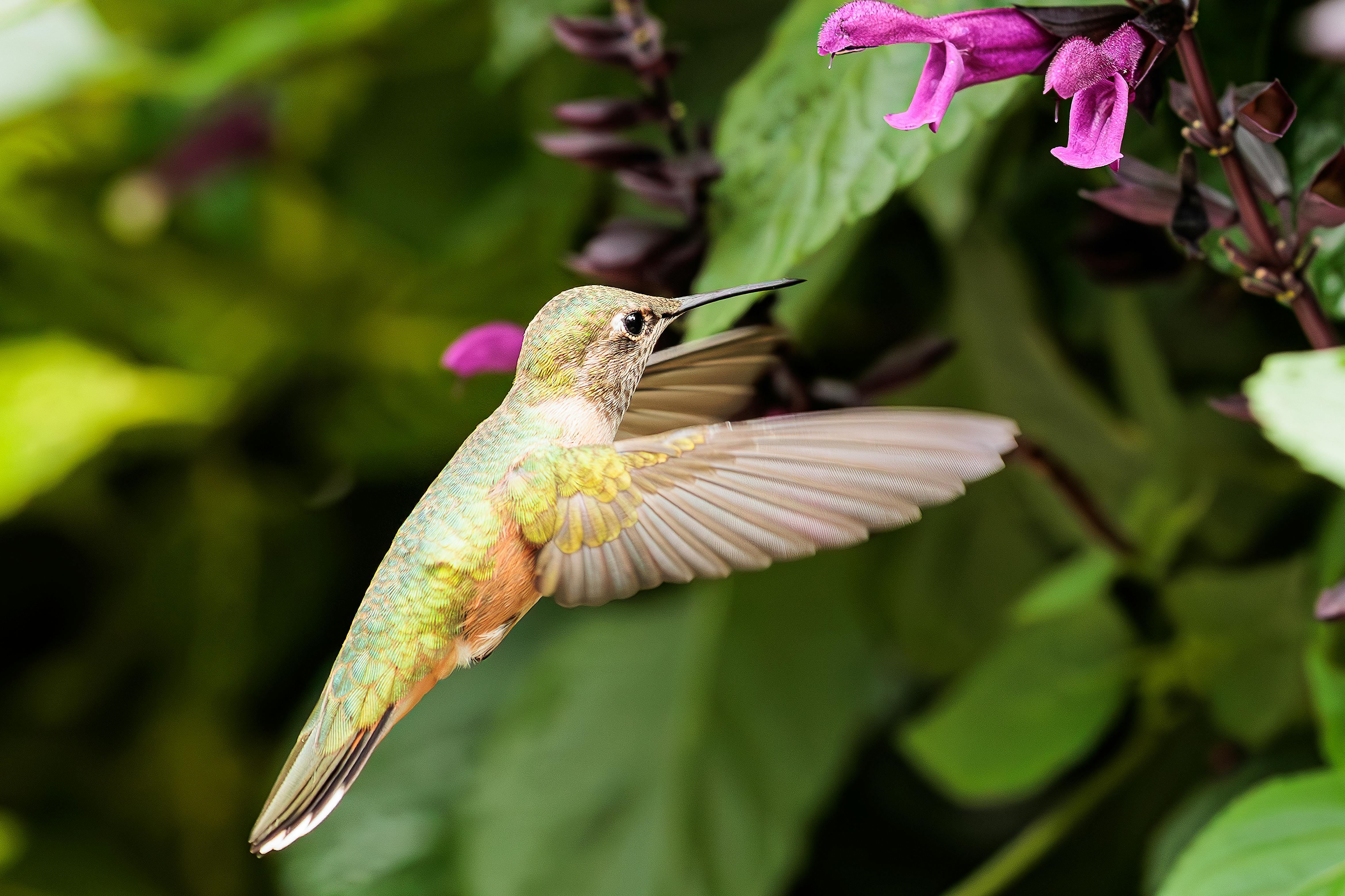 Hummingbird · Free Stock Photo
