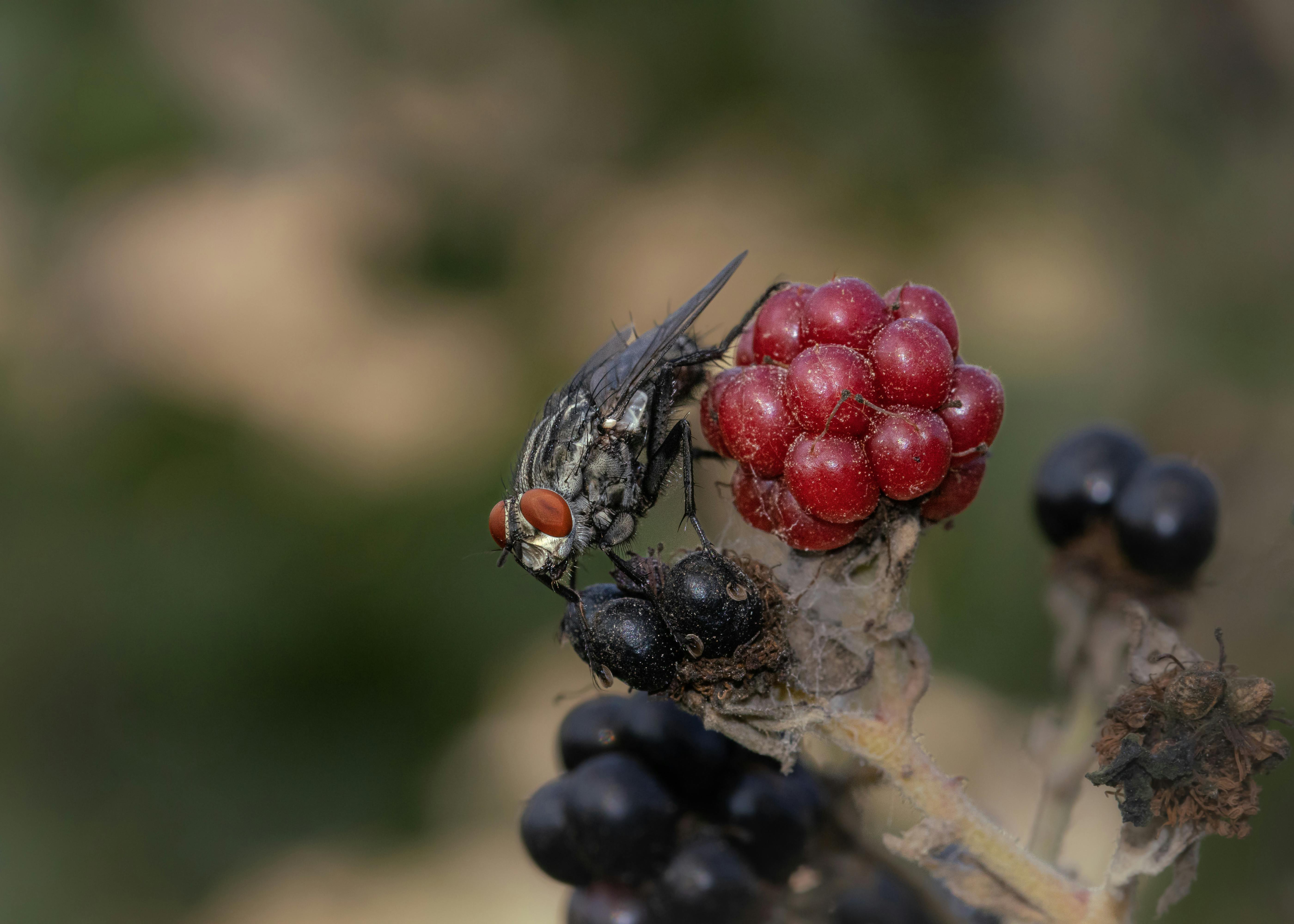 A fly is sitting on a berry plant · Free Stock Photo