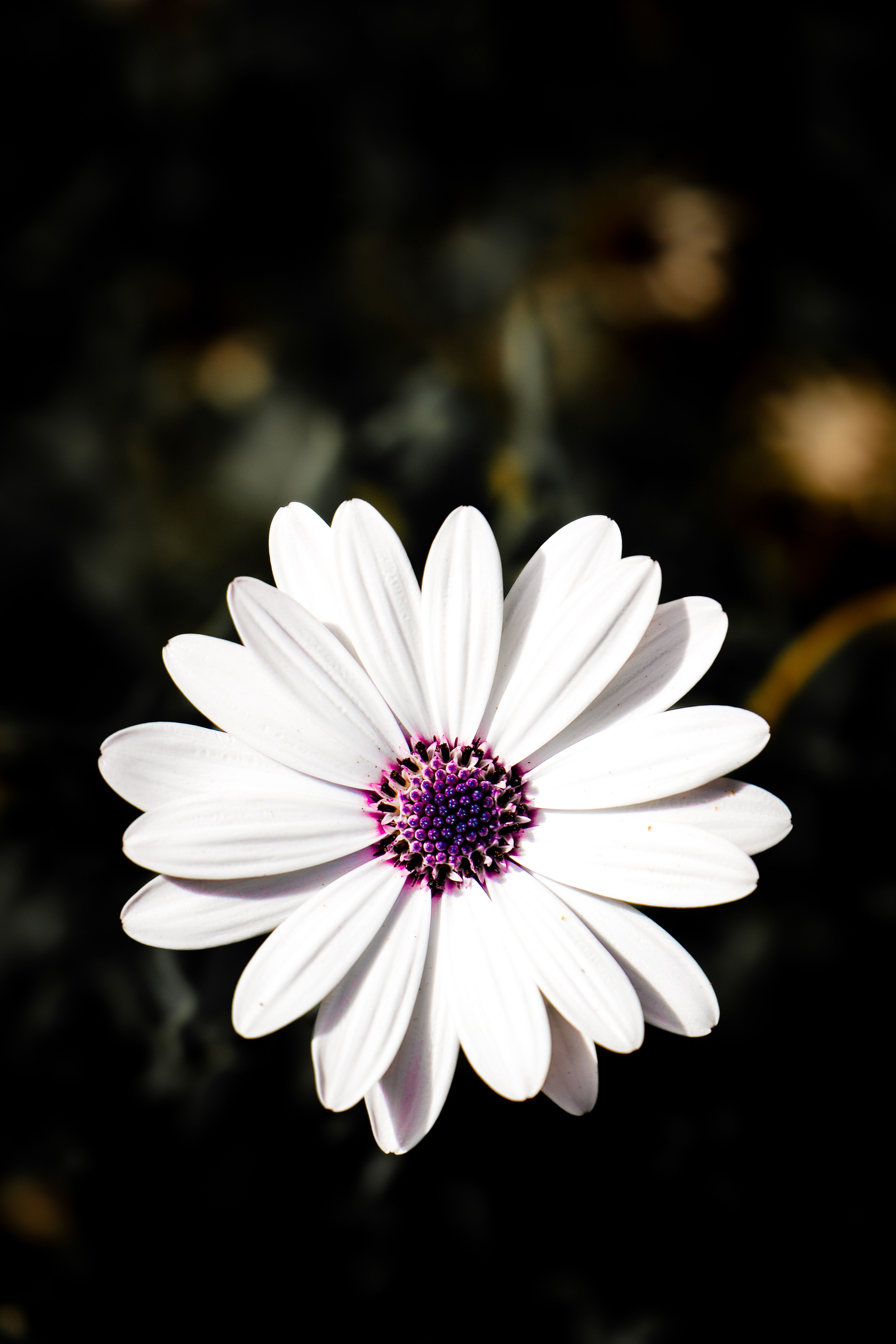 Close Up Photography of Purple Petaled Flower · Free Stock Photo