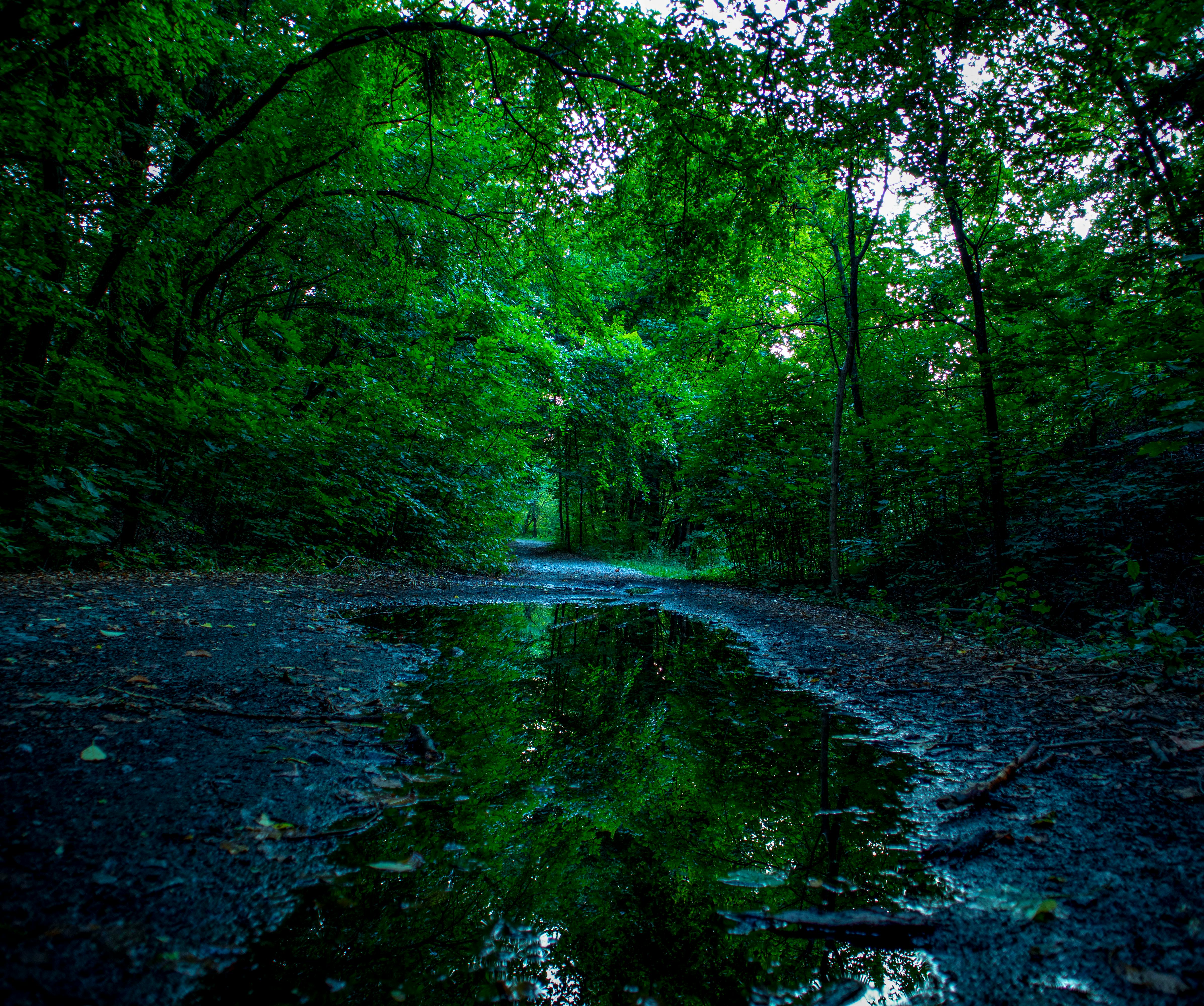 Free stock photo of forest, green, greenery