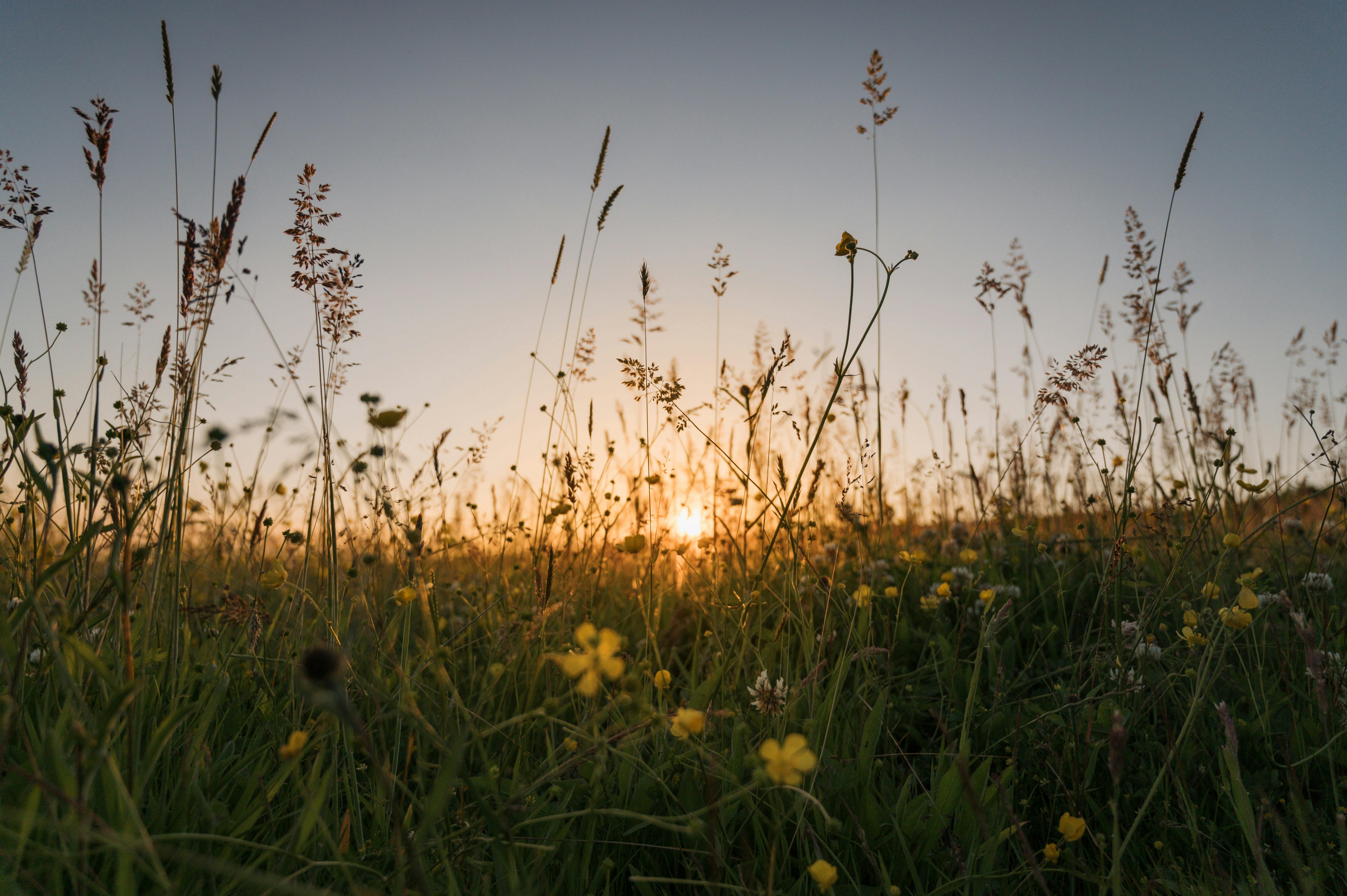Sunset over a field of wildflowers · Free Stock Photo