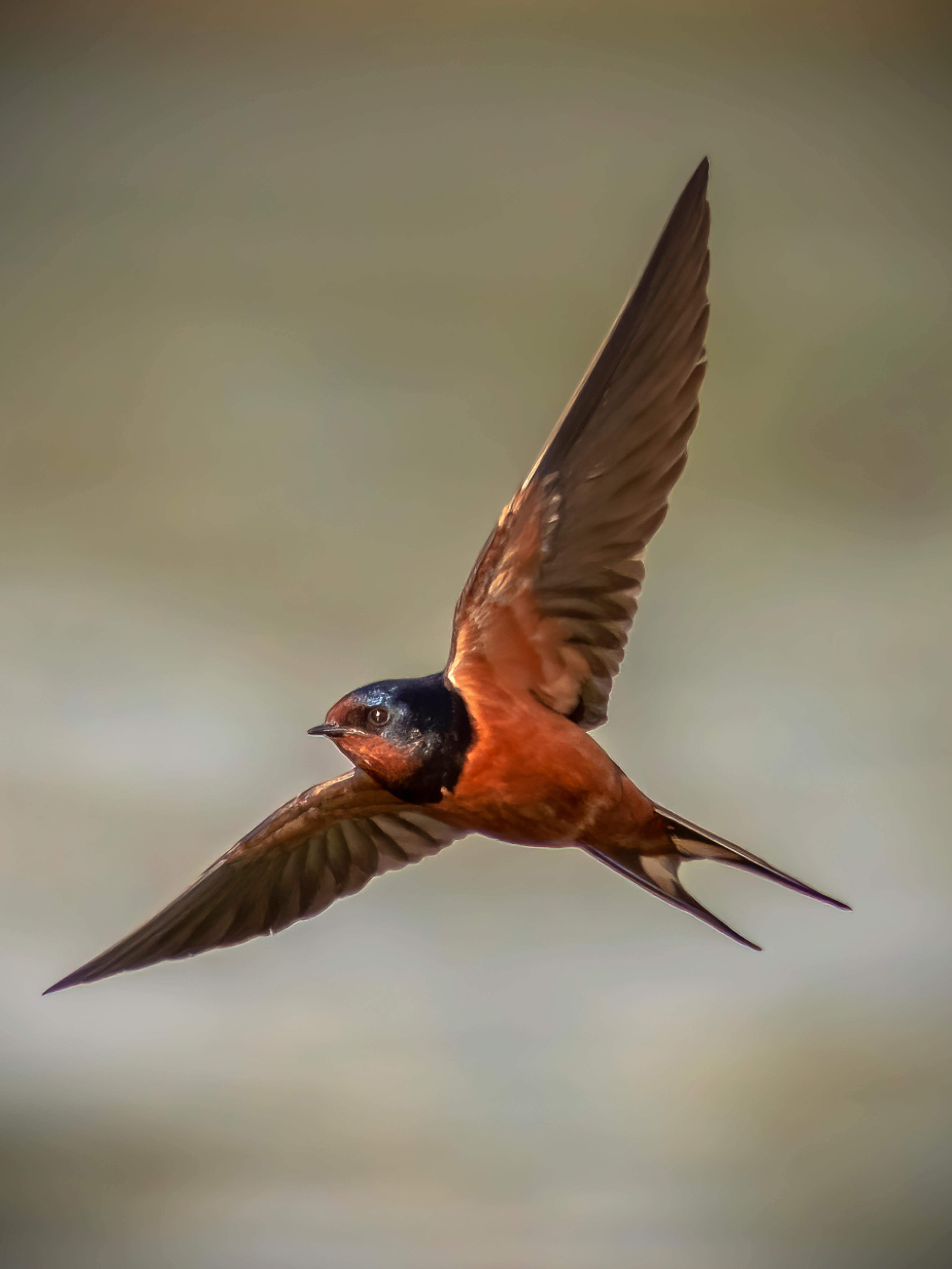 Foto de stock gratuita sobre aéreo, aerodinámica, áfrica, al aire libre ...