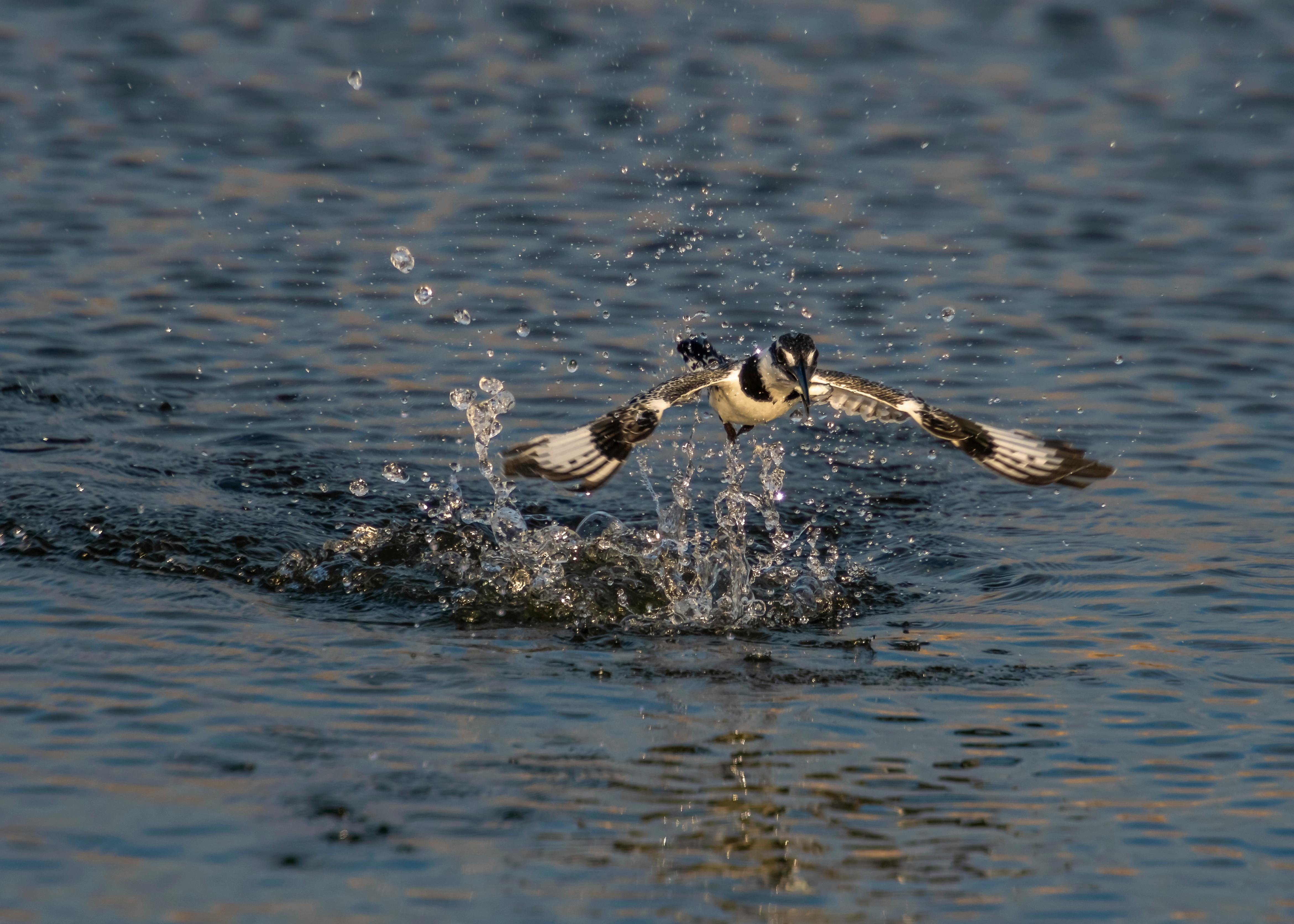 Close-up Photography of Green and Brown Bird Flying Over Body of Water ...