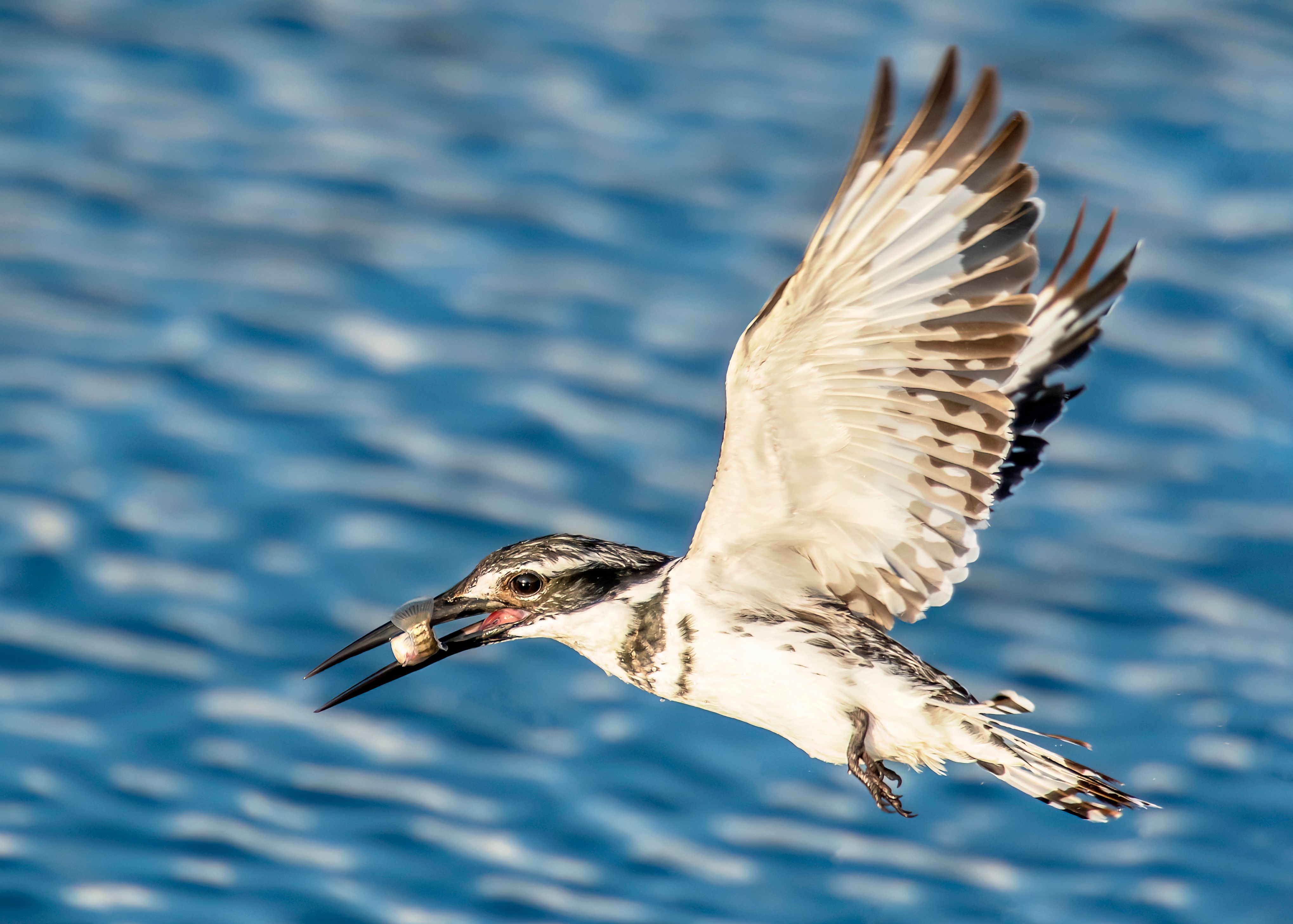 A bird flying over the water with a fish in its beak · Free Stock Photo