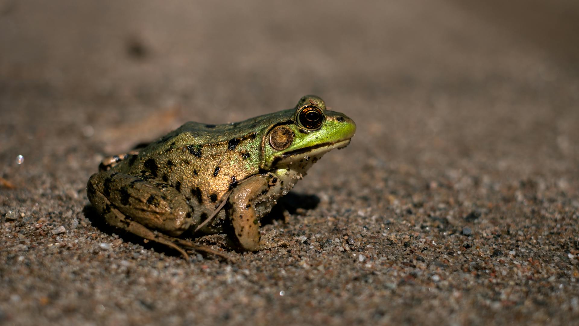 Discover the Common Suriname Toad: Habitat & Conservation