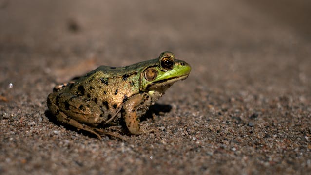 Discover the Common Suriname Toad: Habitat & Conservation