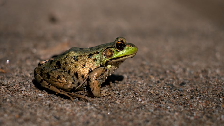 Discover the Common Suriname Toad: Habitat & Conservation