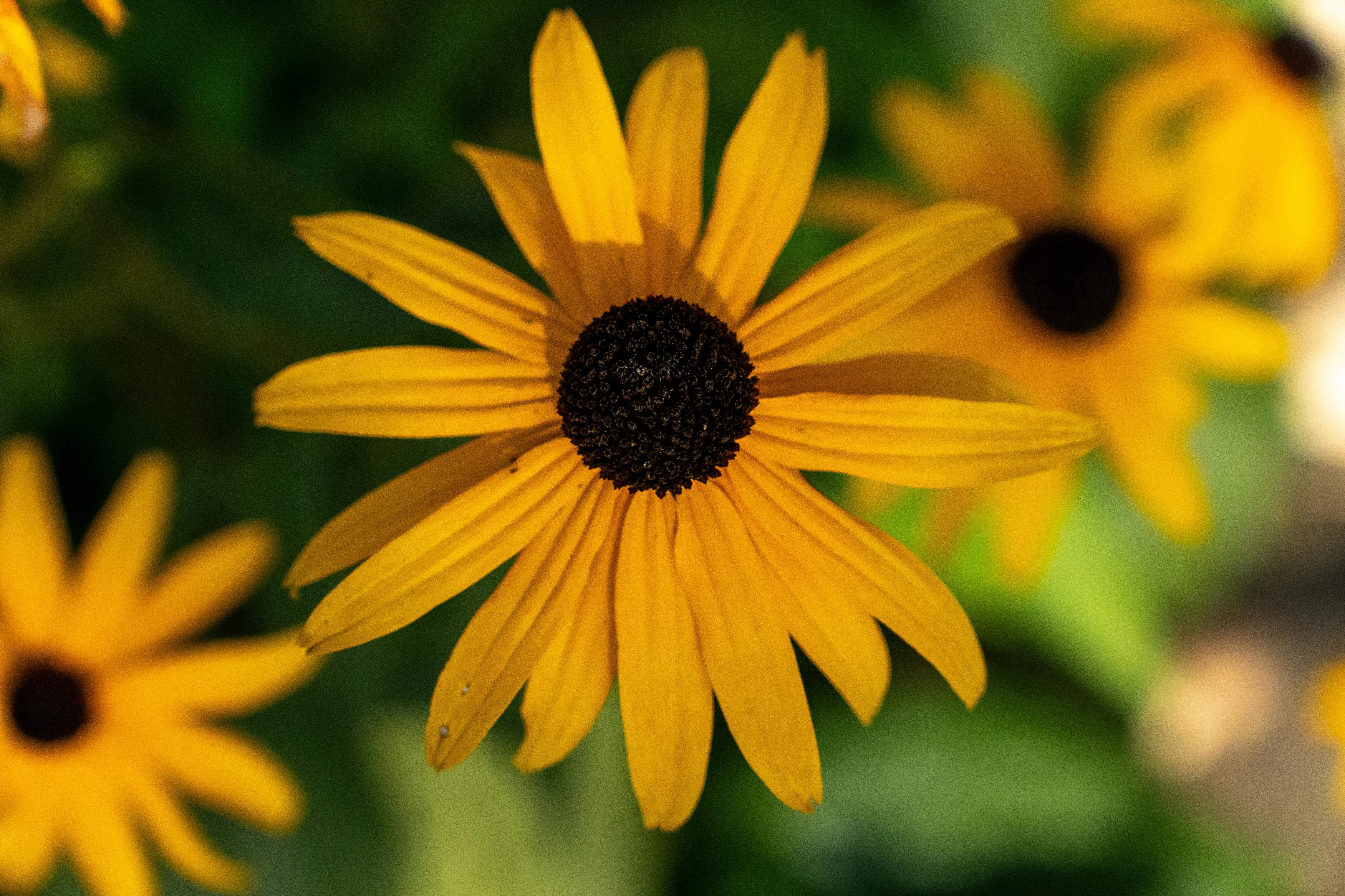 Person Holding Yellow Black-eyed Susan Flowers in Bloom · Free Stock Photo