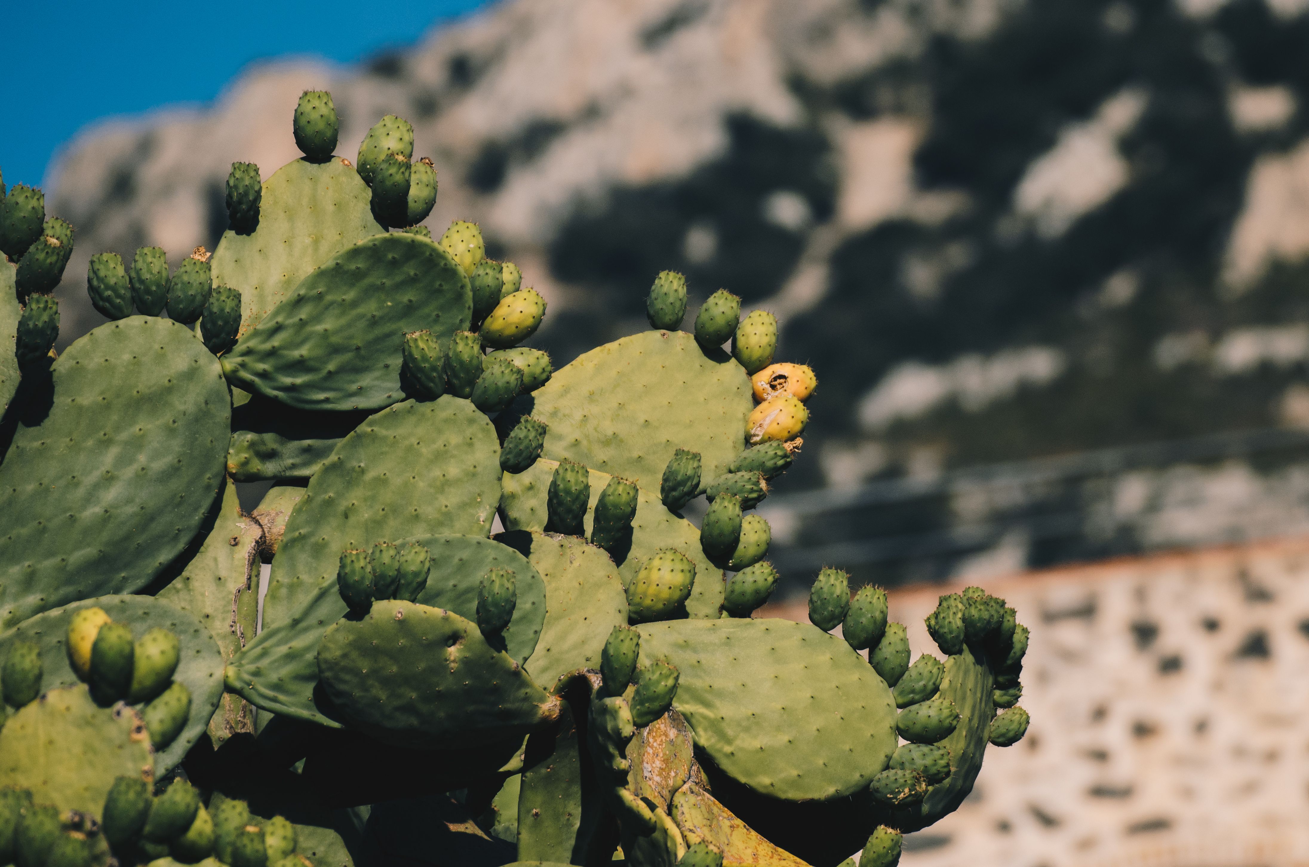 A cactus plant with green fruit and a mountain in the background · Free ...