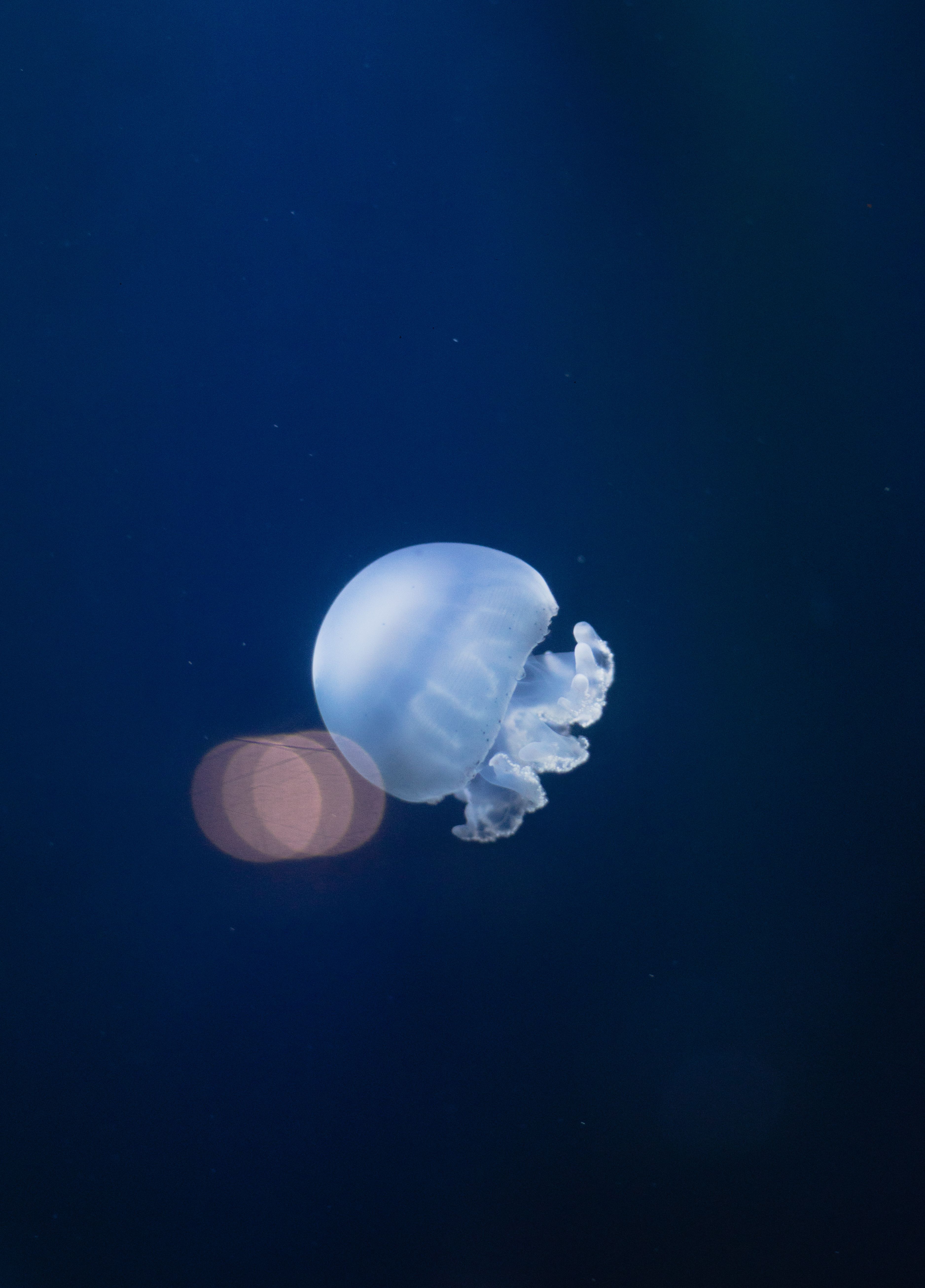 A jellyfish is swimming in the ocean · Free Stock Photo