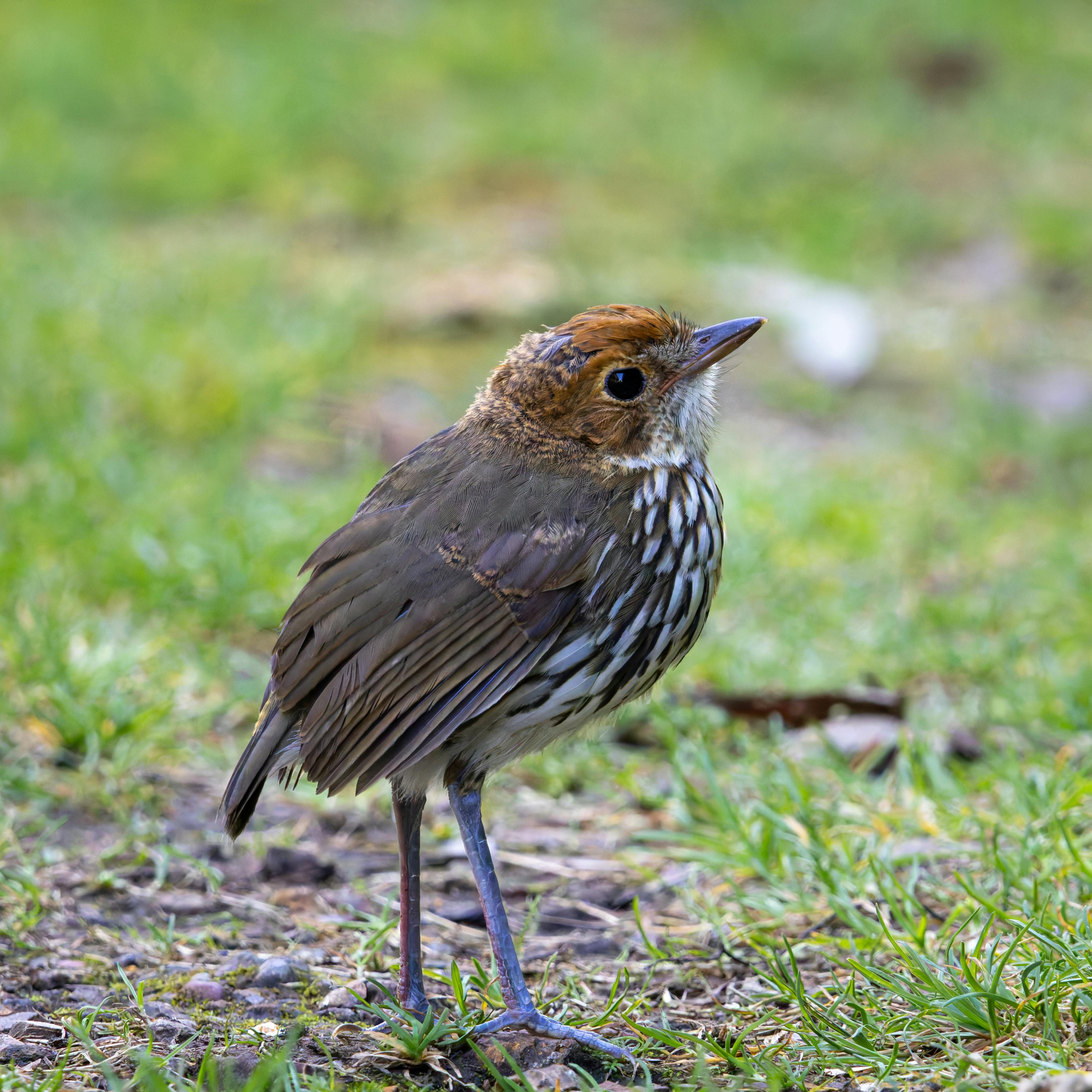 Grallaria Ruficapilla · Free Stock Photo