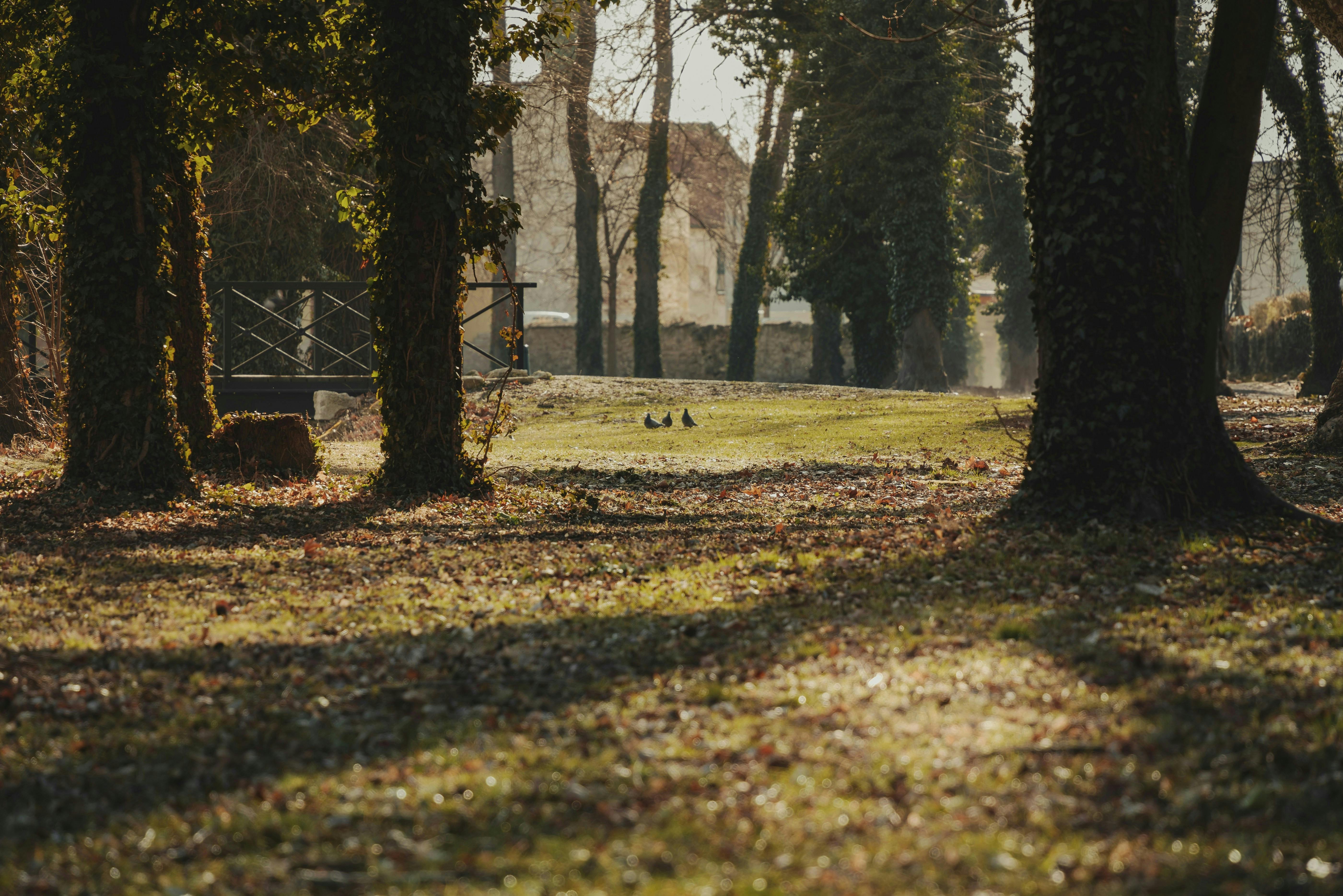 Forest Leafes Photos, Download The BEST Free Forest Leafes Stock Photos ...