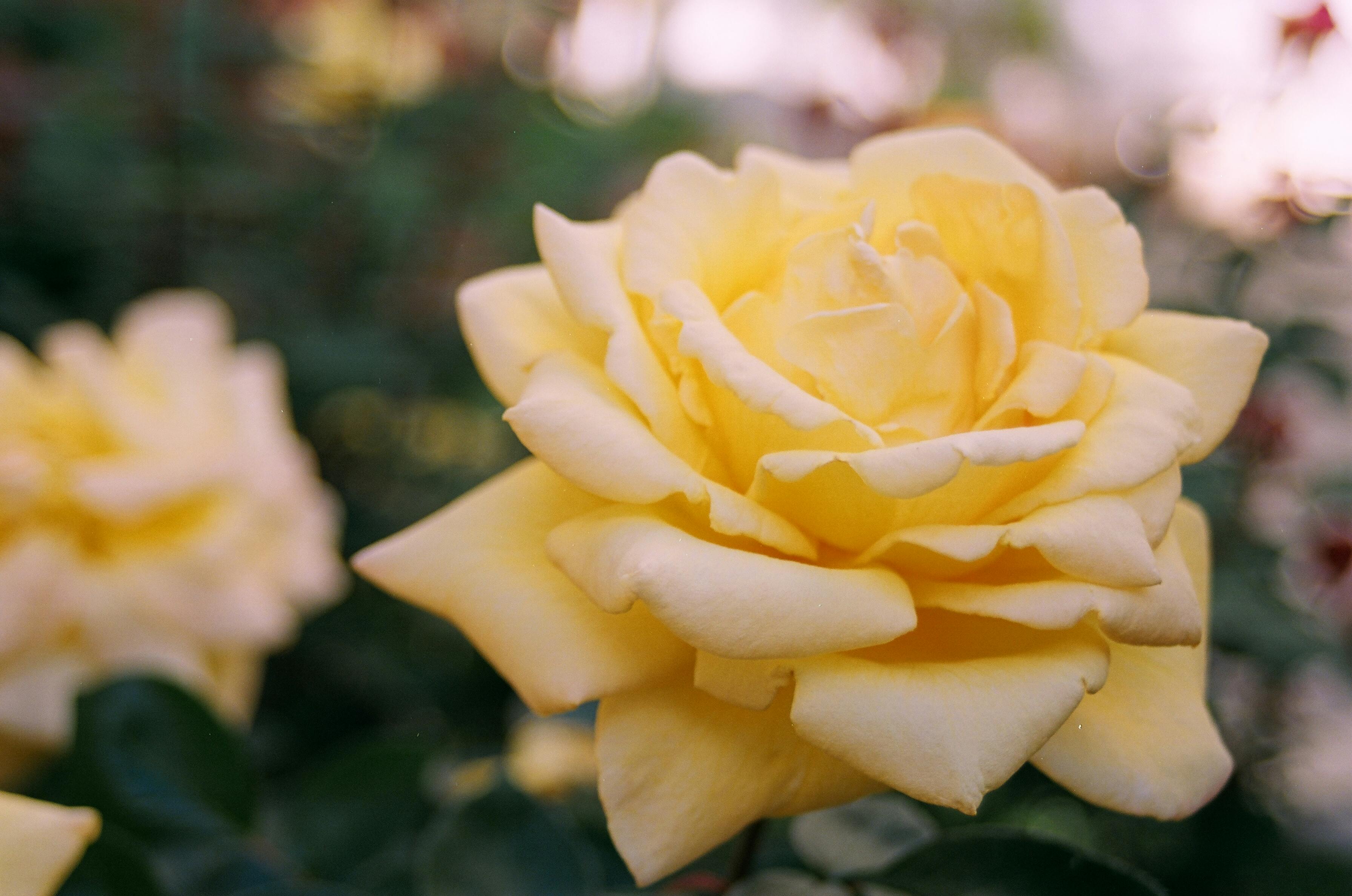Yellow Rose Flower in Close-up Photography · Free Stock Photo