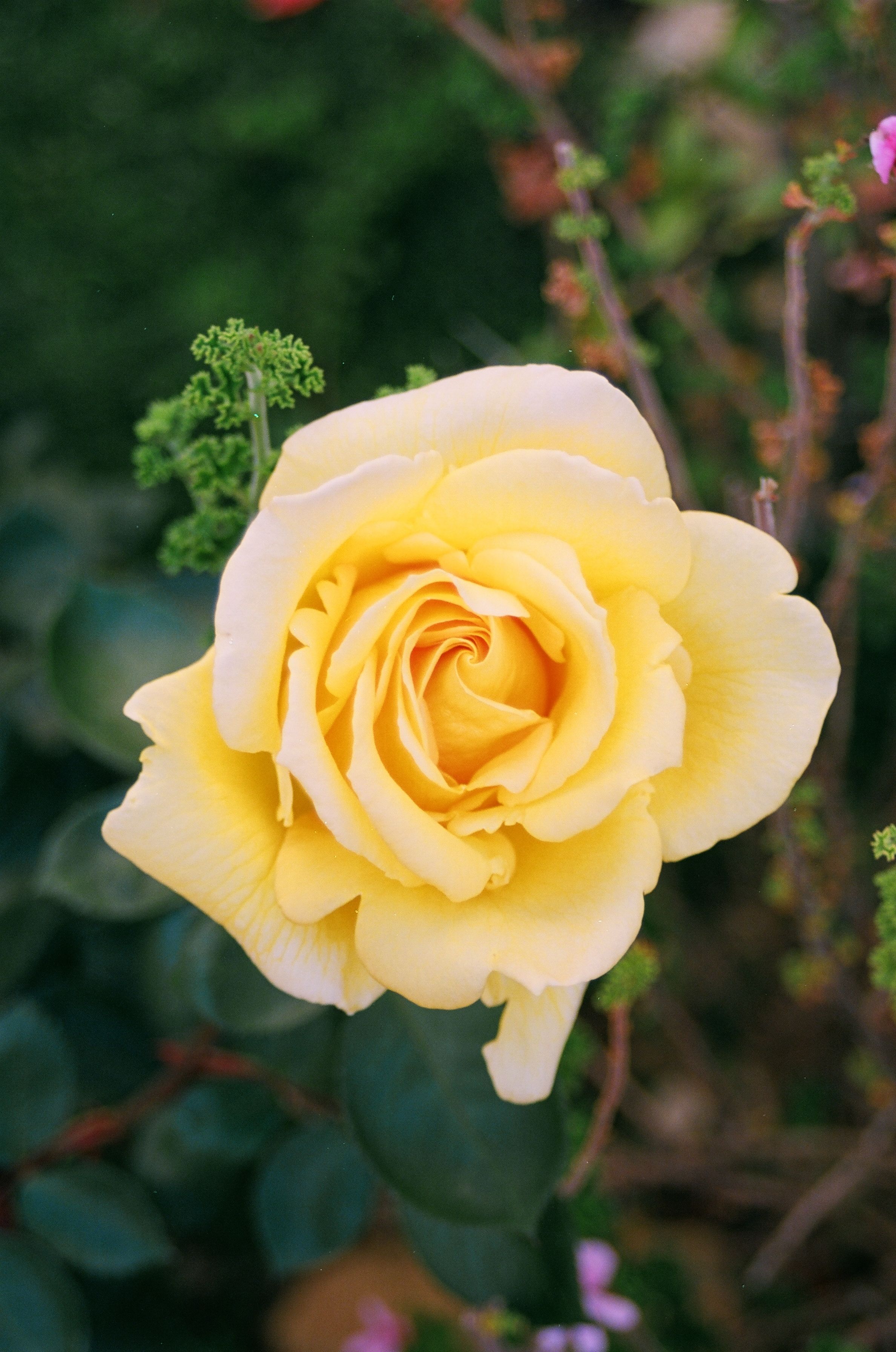 Yellow Rose Flower in Close-up Photography · Free Stock Photo
