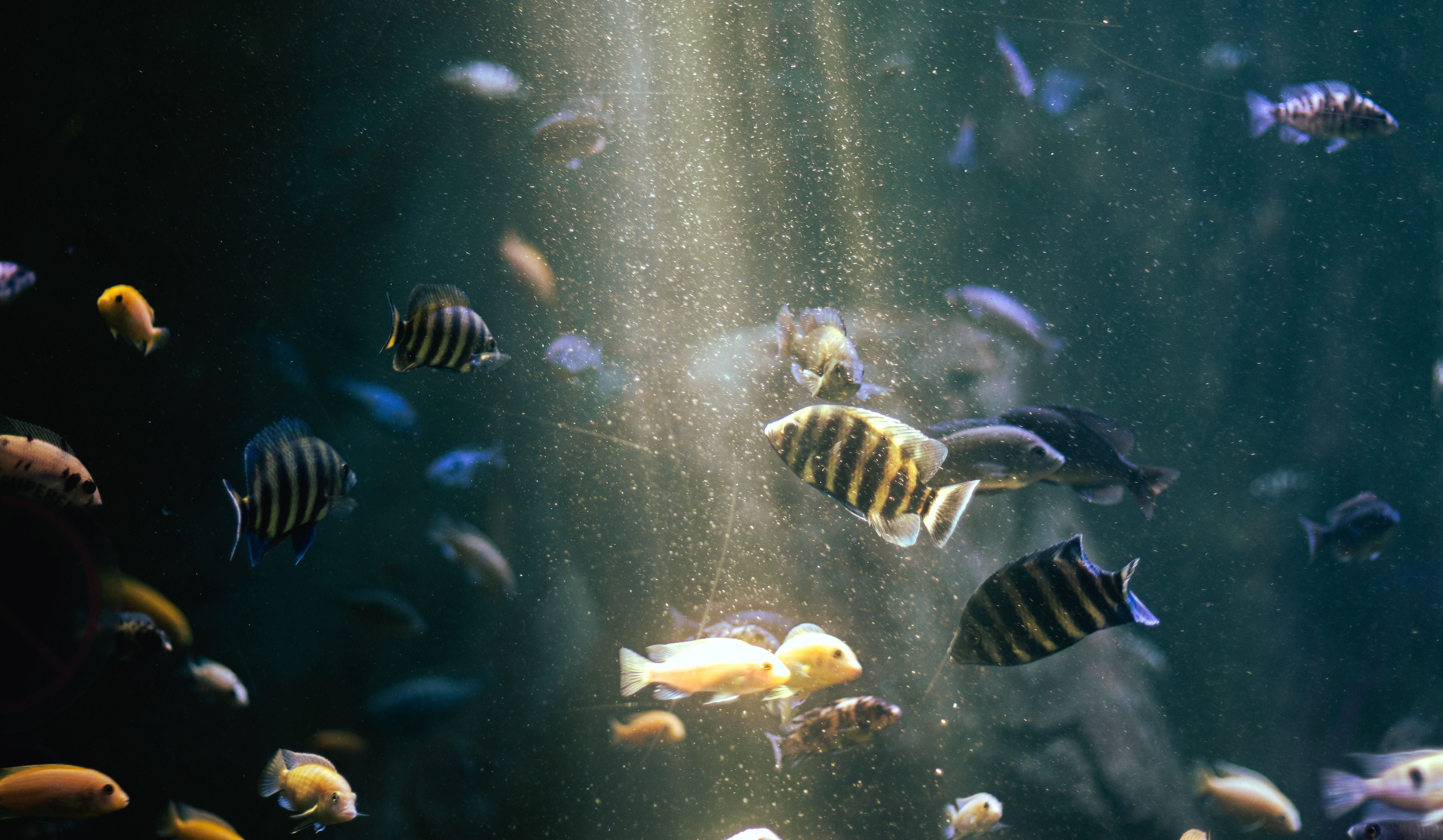 A group of fish swimming in an aquarium · Free Stock Photo