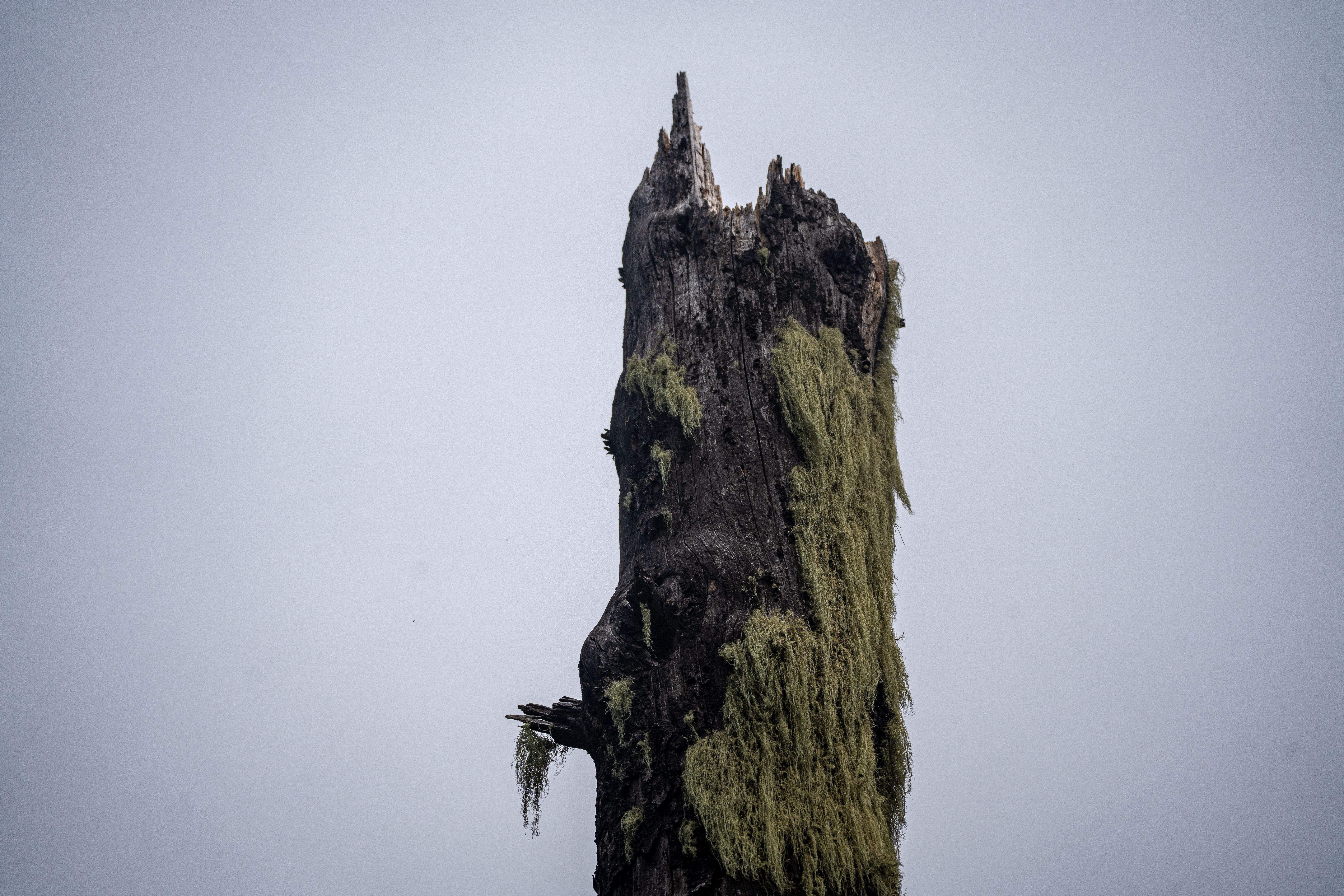 A dead tree with moss growing on it · Free Stock Photo