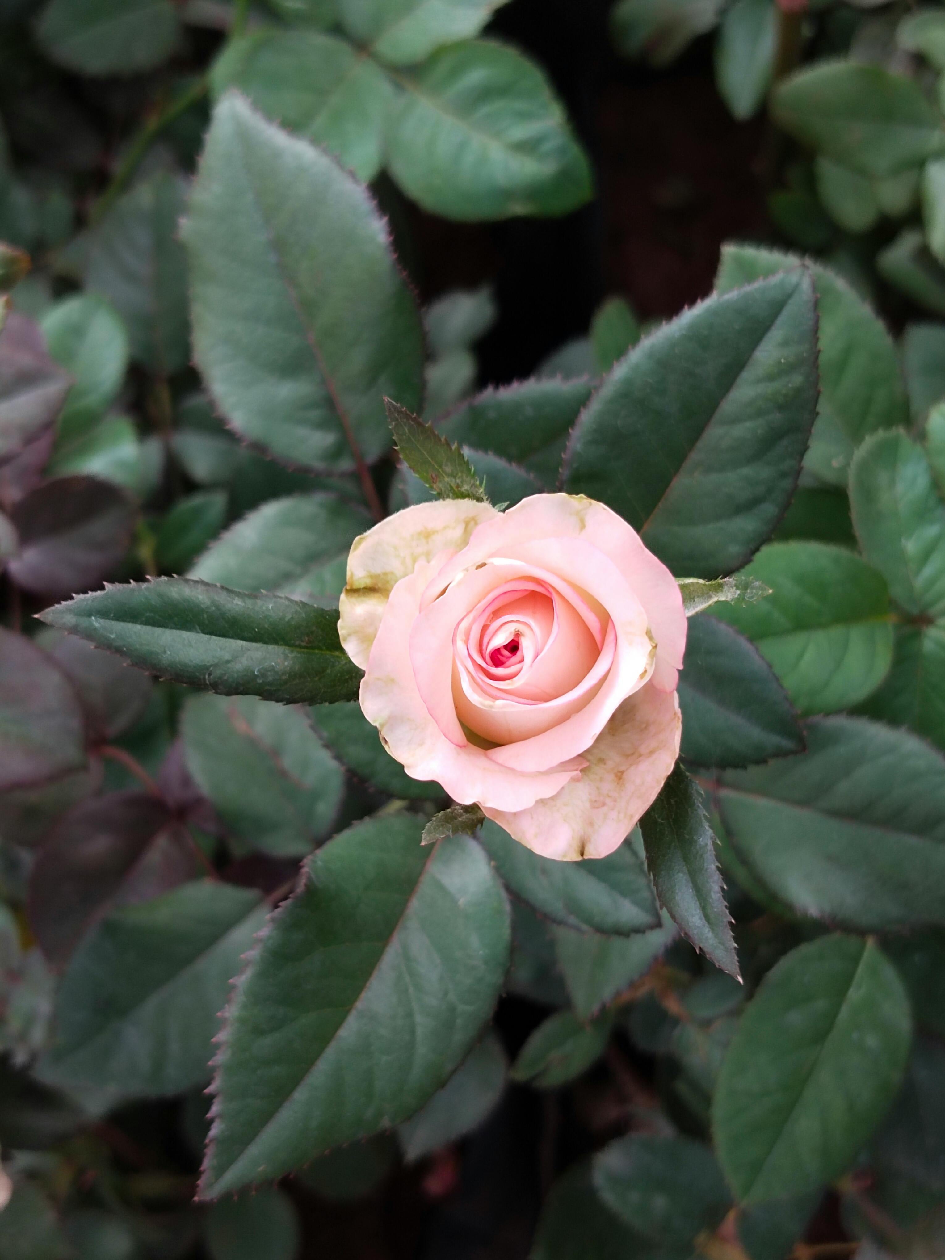 baby pink rose · Free Stock Photo