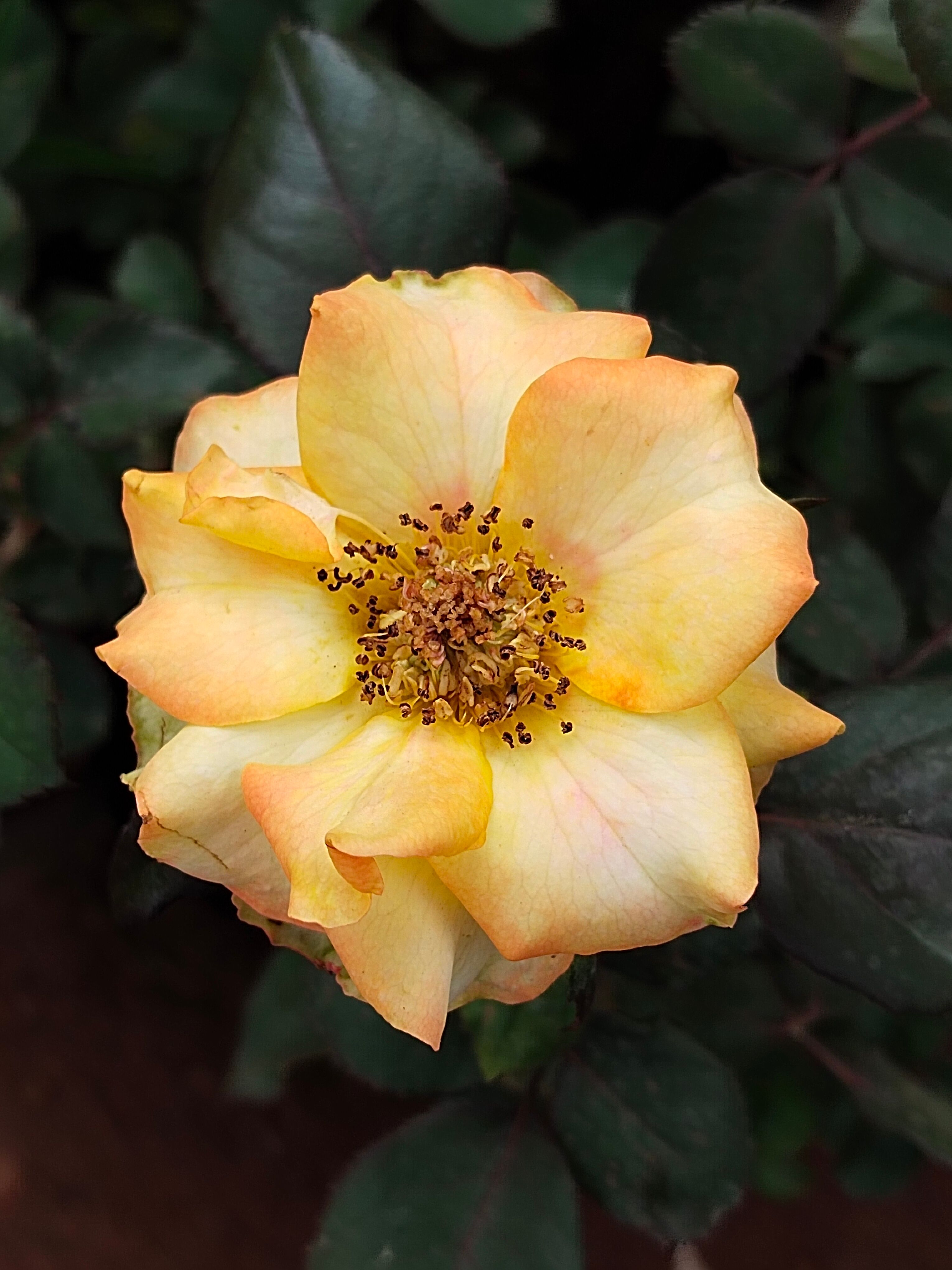 beautiful yellow rose flower · Free Stock Photo