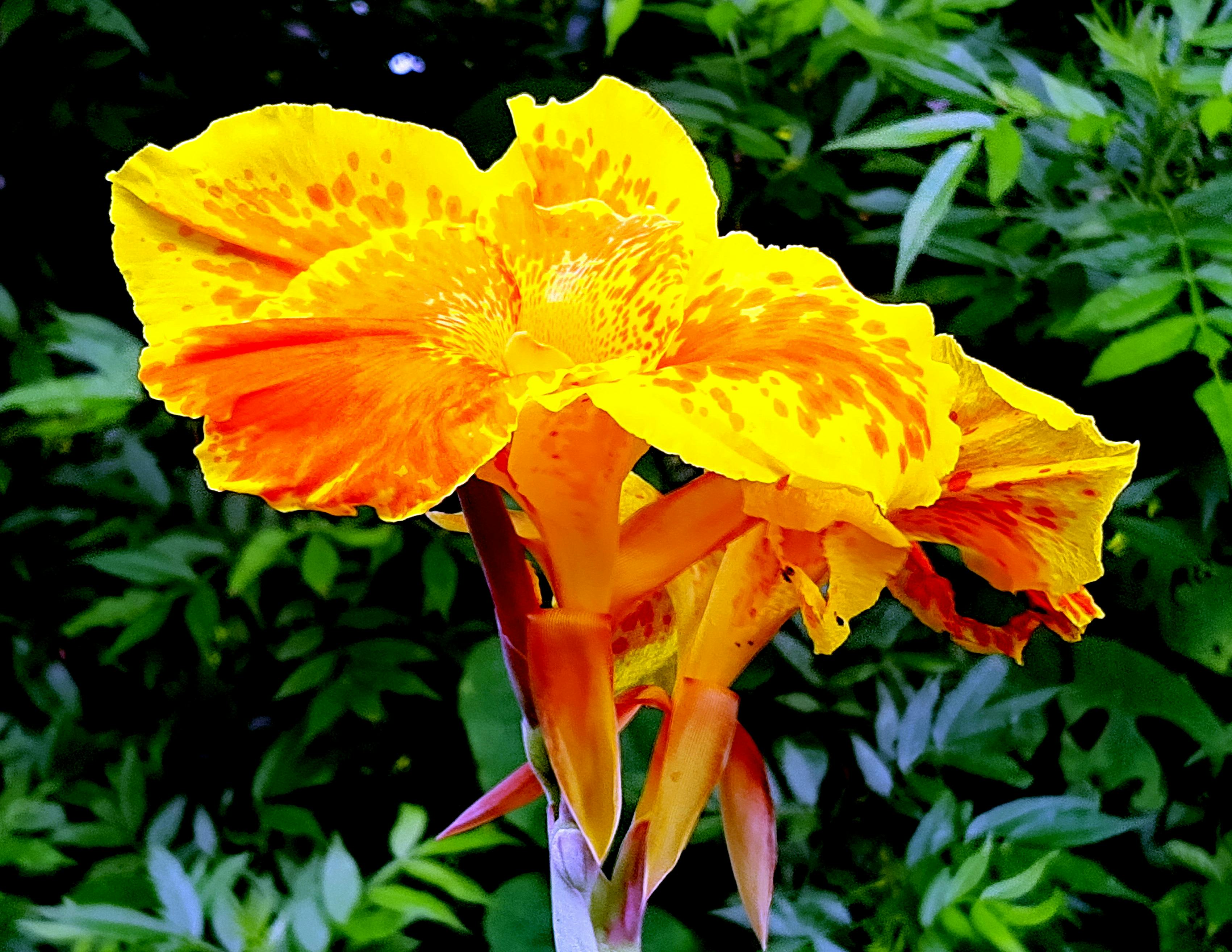 Bhupender Singh Jarial - Photography