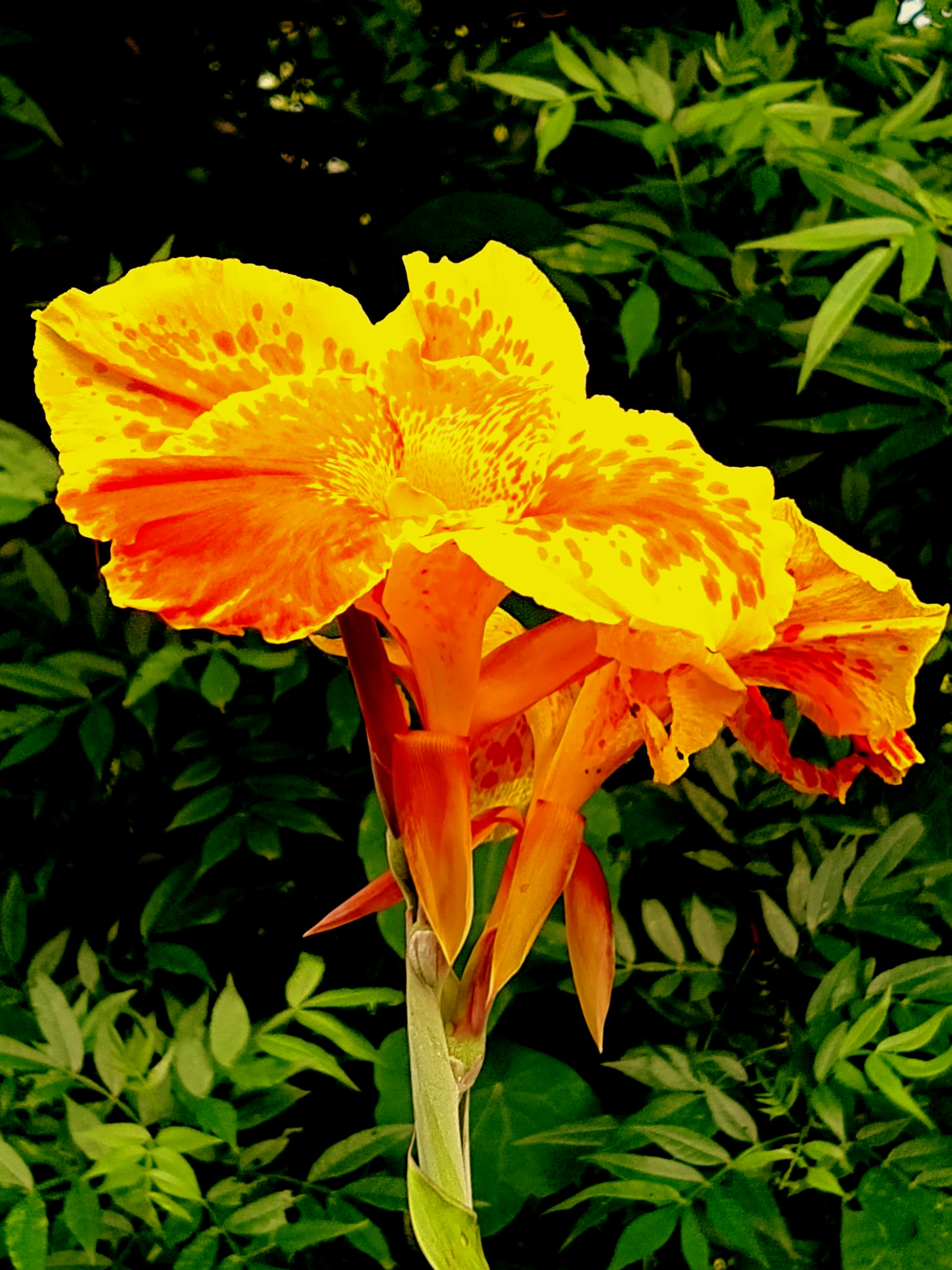 Bhupender Singh Jarial - Photography